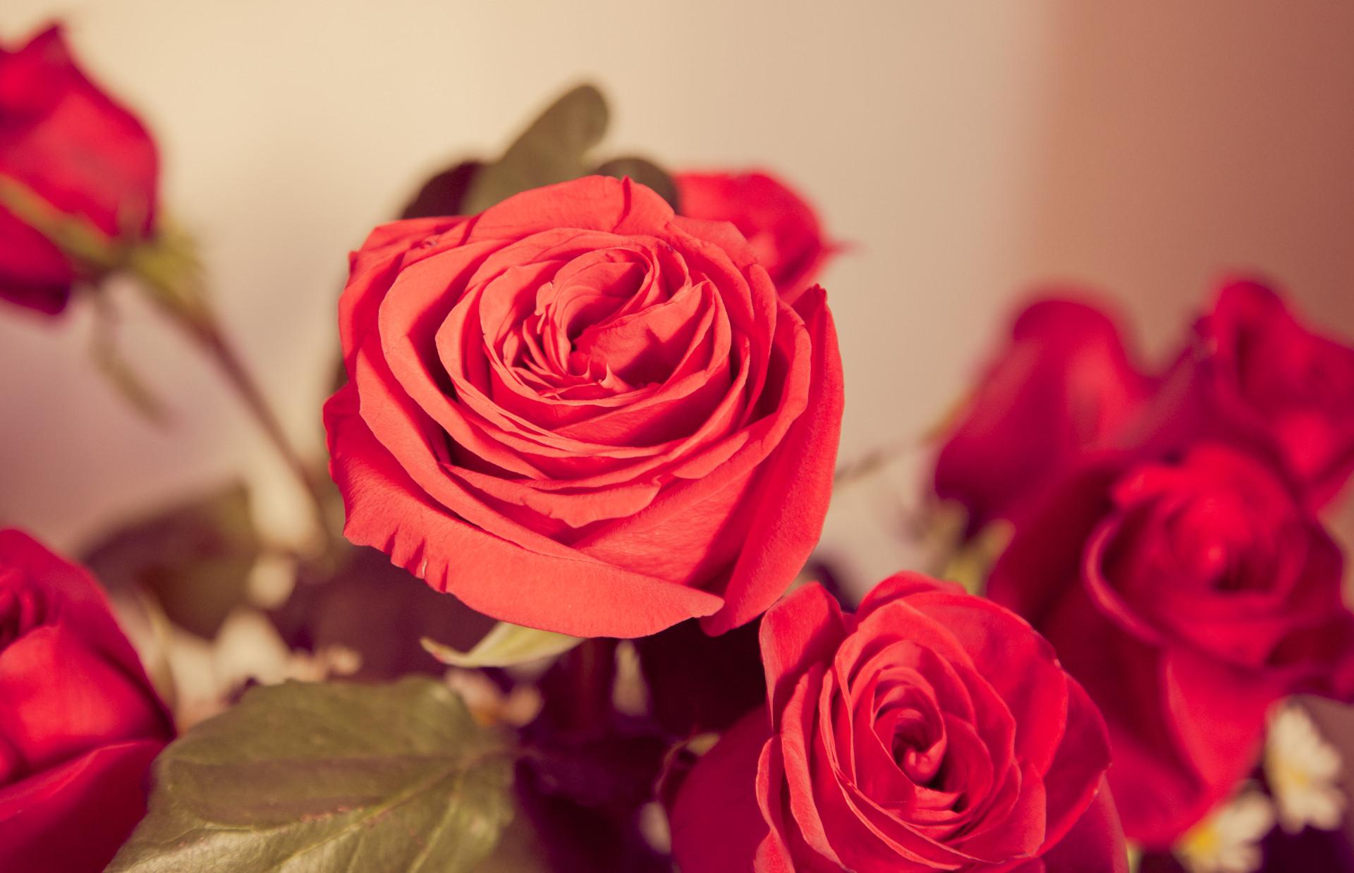 Tumblr Roses HD Wallpapers - Top Free Tumblr Roses HD Backgrounds ...