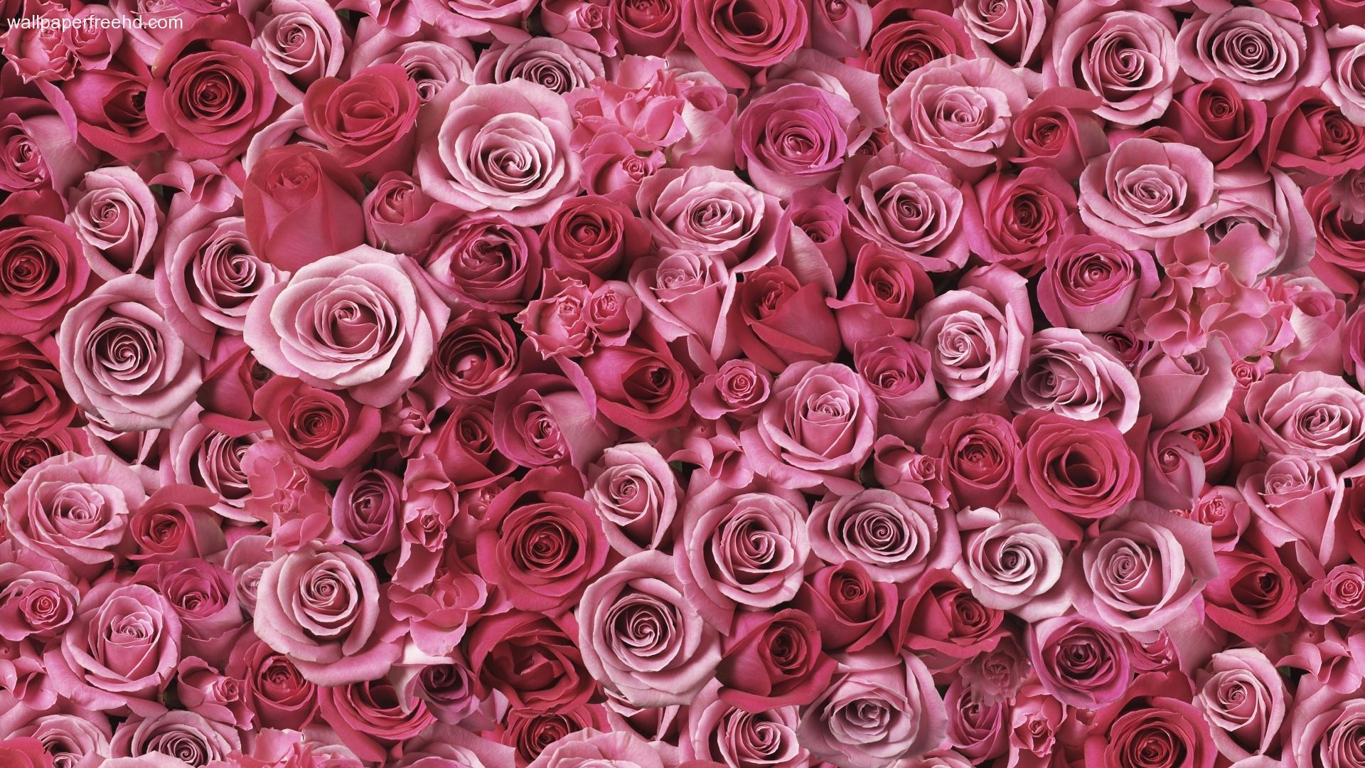Rose HD Desktop Wallpapers - Top Free Rose HD Desktop Backgrounds ...
