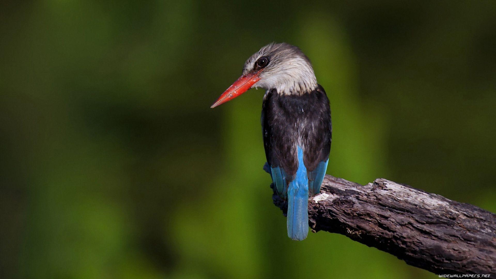 HD Bird Wallpapers - Top Free HD Bird Backgrounds - WallpaperAccess