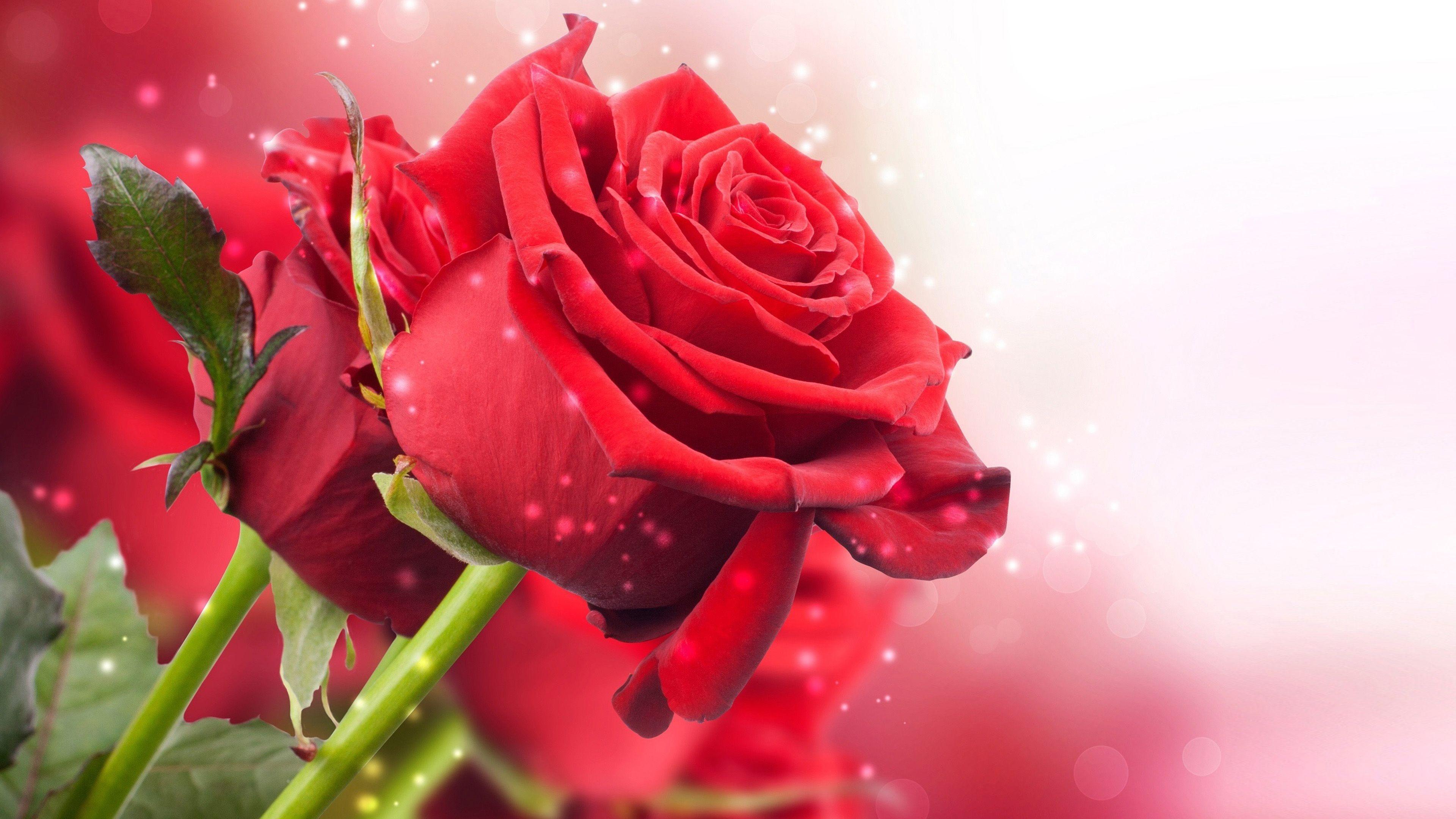 Rose HD Desktop Wallpapers - Top Free Rose HD Desktop Backgrounds ...