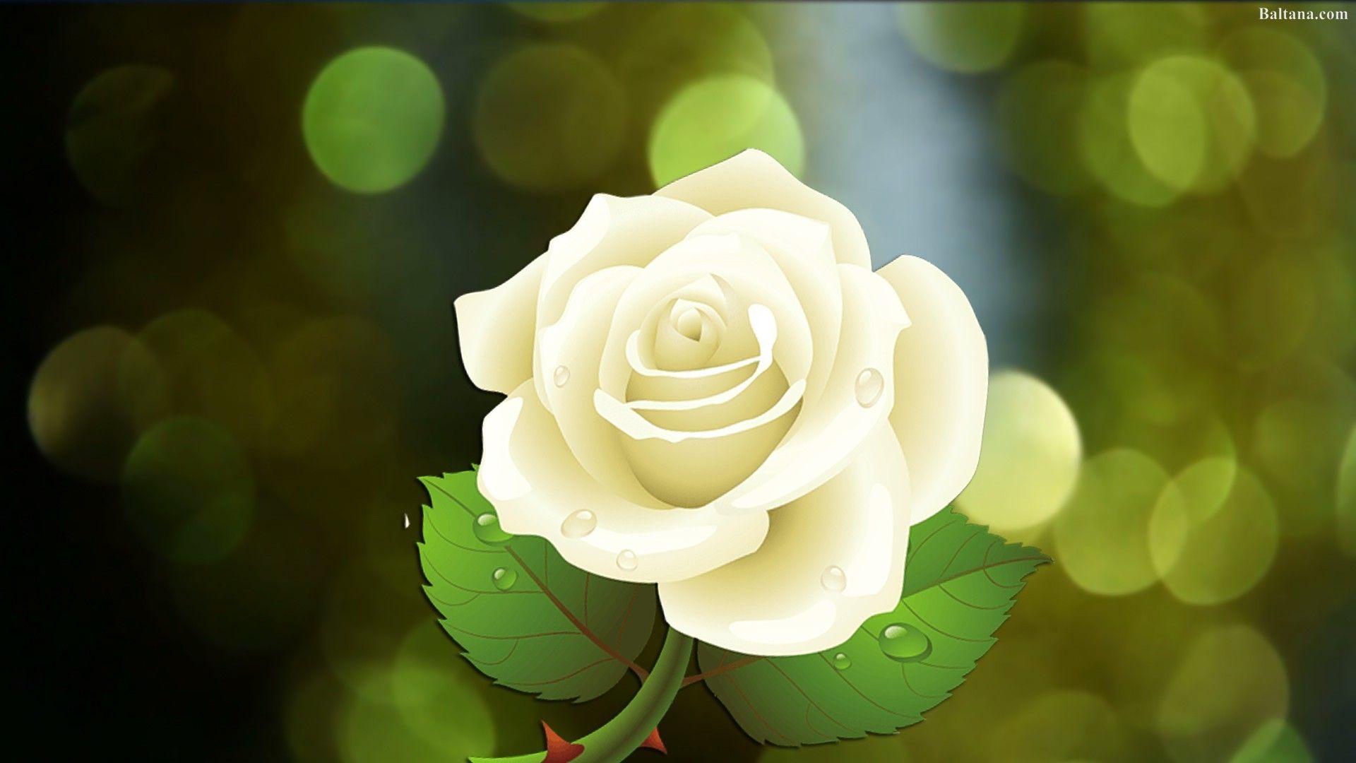 White Roses HD Wallpapers - Top Free White Roses HD Backgrounds ...