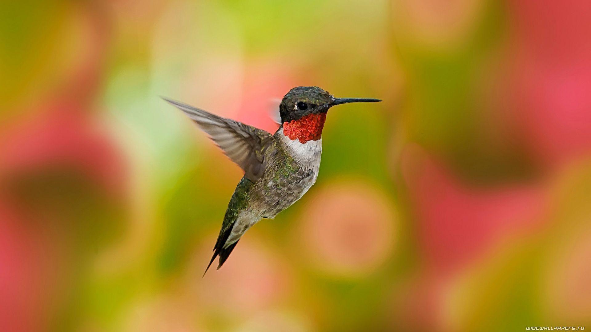 HD Bird Wallpapers - Top Free HD Bird Backgrounds - WallpaperAccess
