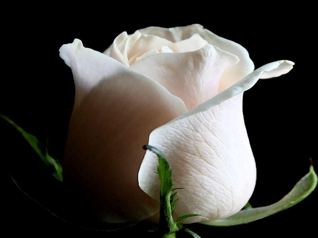 White Roses HD Wallpapers - Top Free White Roses HD Backgrounds ...