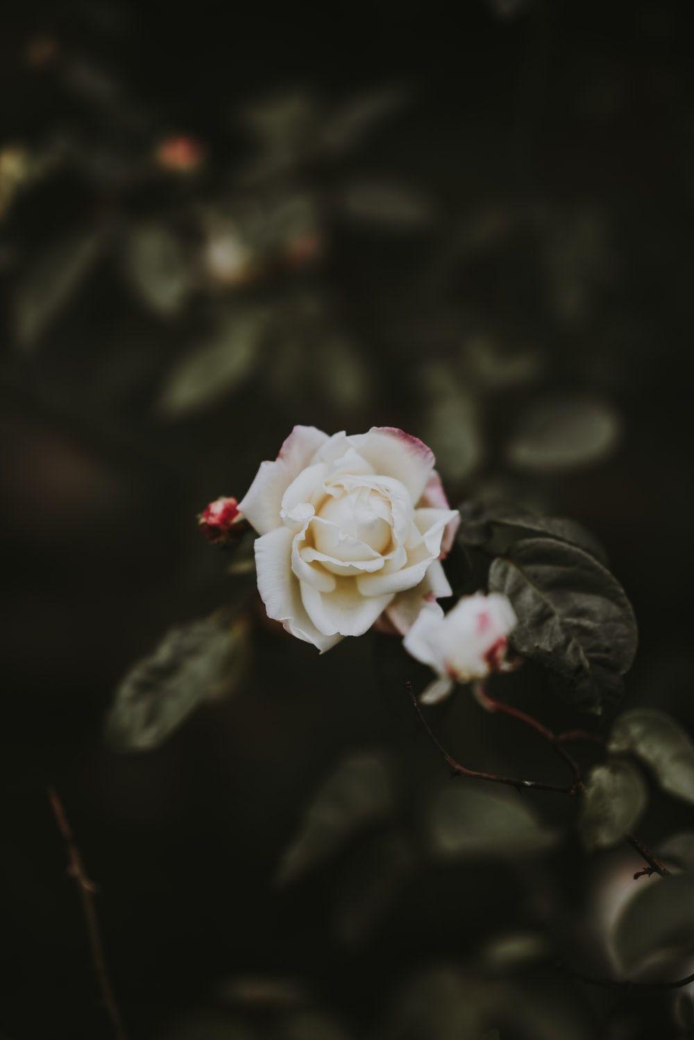 White Roses HD Wallpapers - Top Free White Roses HD Backgrounds ...