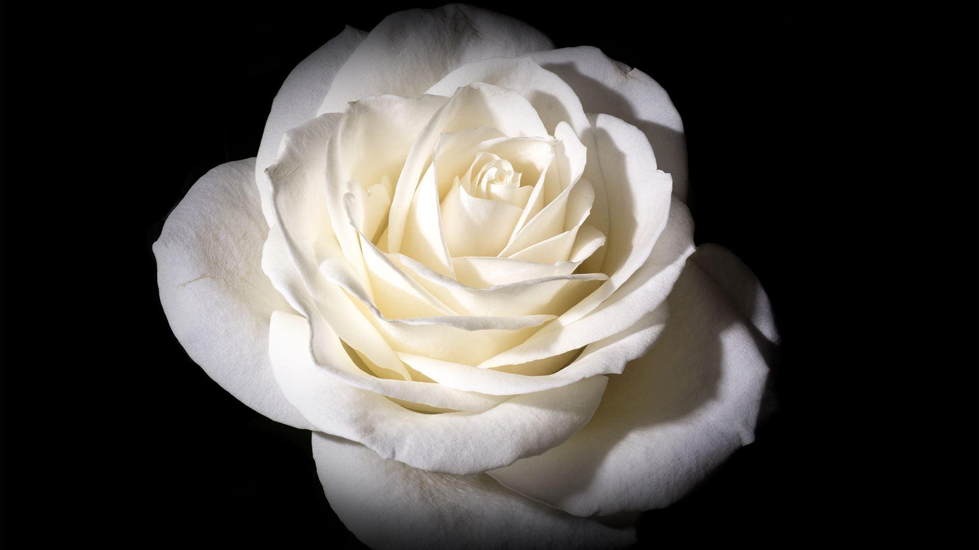 White Roses HD Wallpapers - Top Free White Roses HD Backgrounds ...