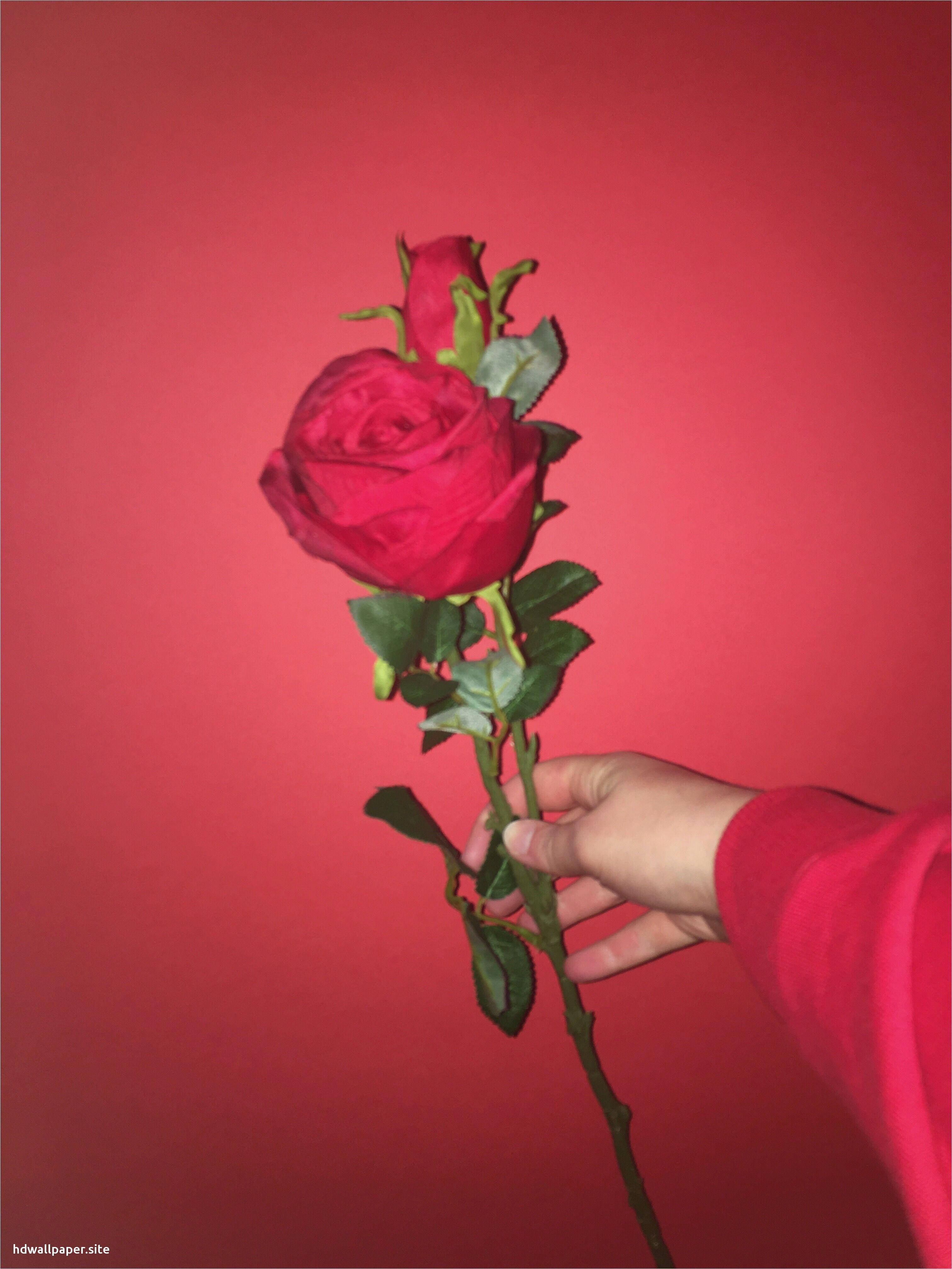 Tumblr Roses HD Wallpapers - Top Free Tumblr Roses HD Backgrounds ...