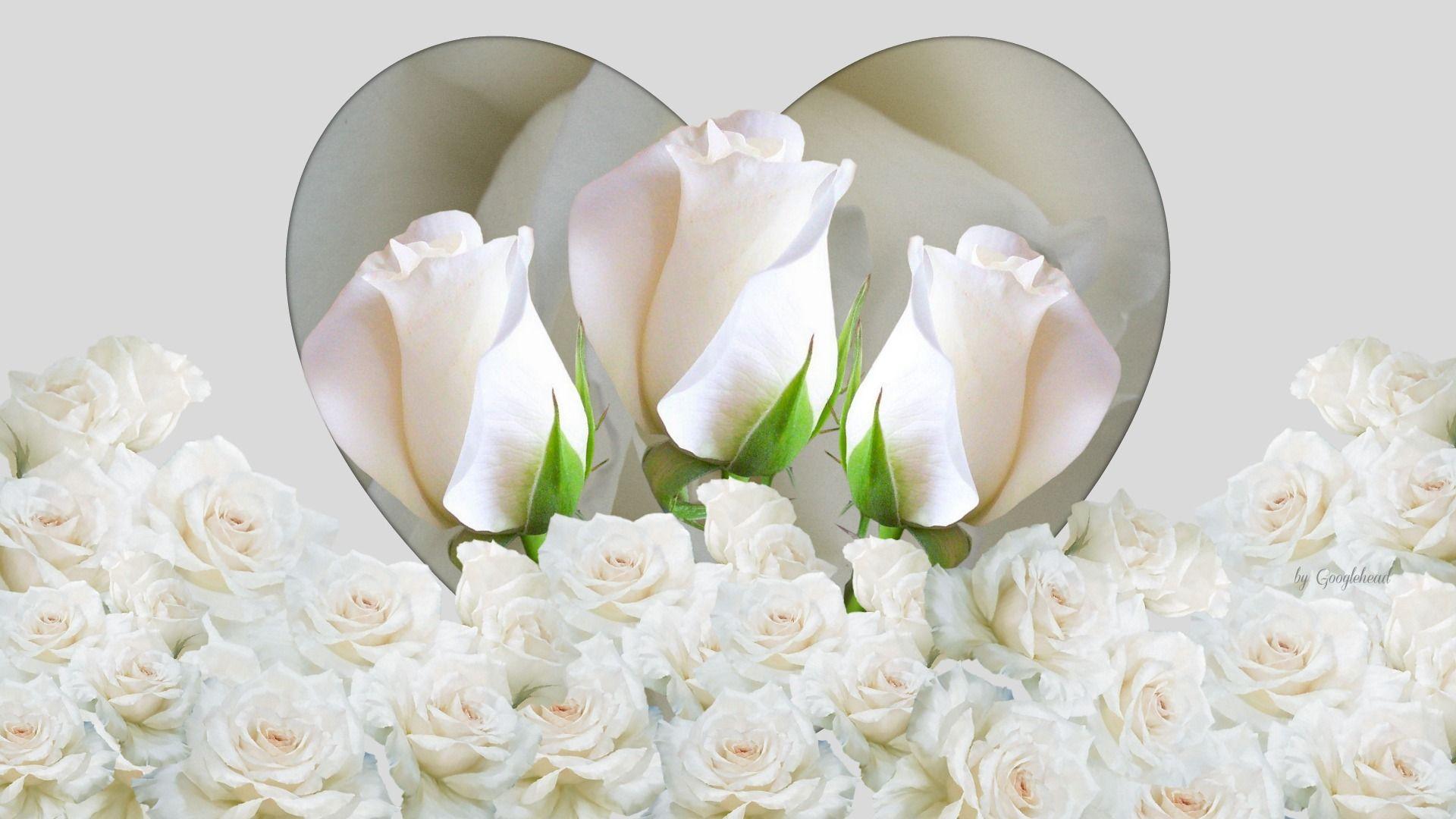 White Roses HD Wallpapers - Top Free White Roses HD Backgrounds ...