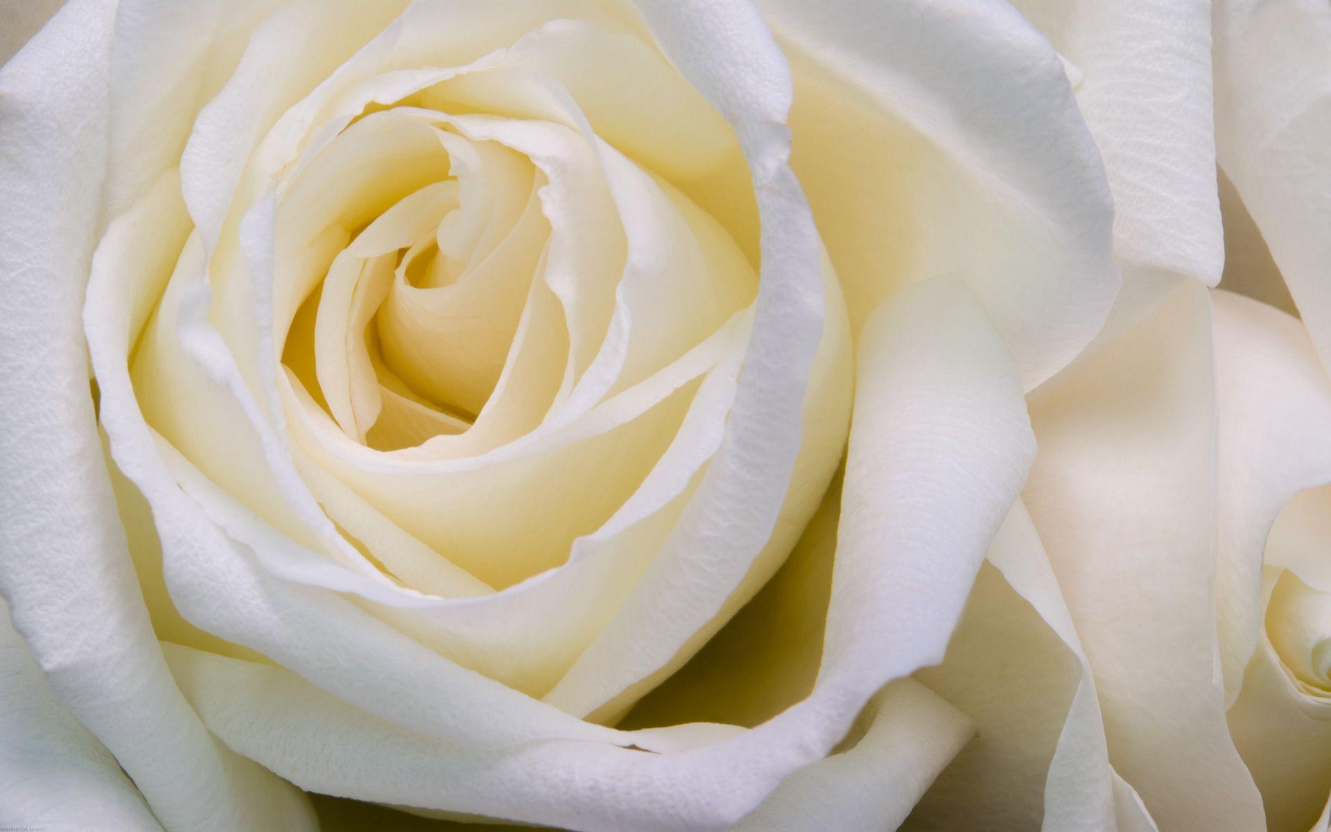 White Roses HD Wallpapers - Top Free White Roses HD Backgrounds ...