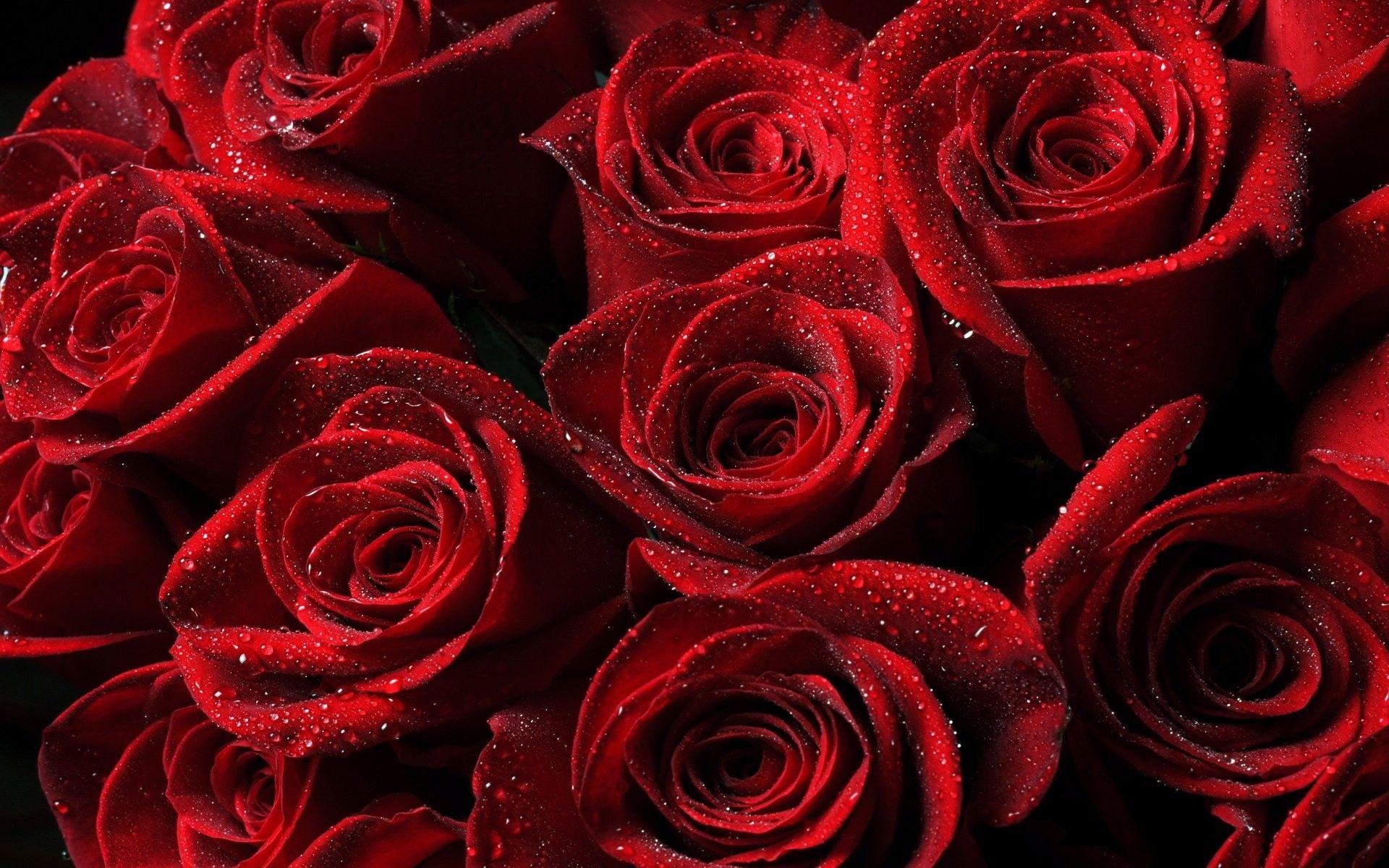 Tumblr Roses HD Wallpapers - Top Free Tumblr Roses HD Backgrounds ...
