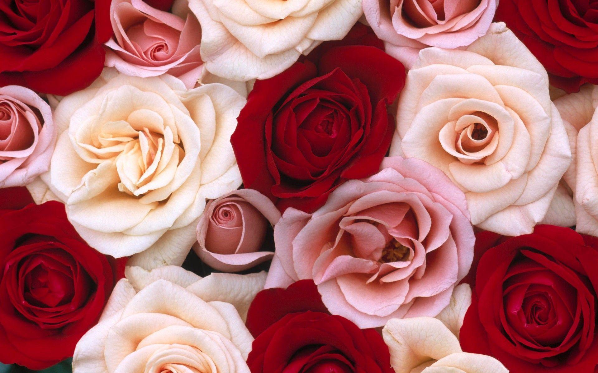 Tumblr Roses HD Wallpapers - Top Free Tumblr Roses HD Backgrounds ...