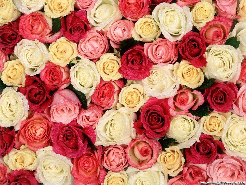 Tumblr Roses HD Wallpapers - Top Free Tumblr Roses HD Backgrounds ...