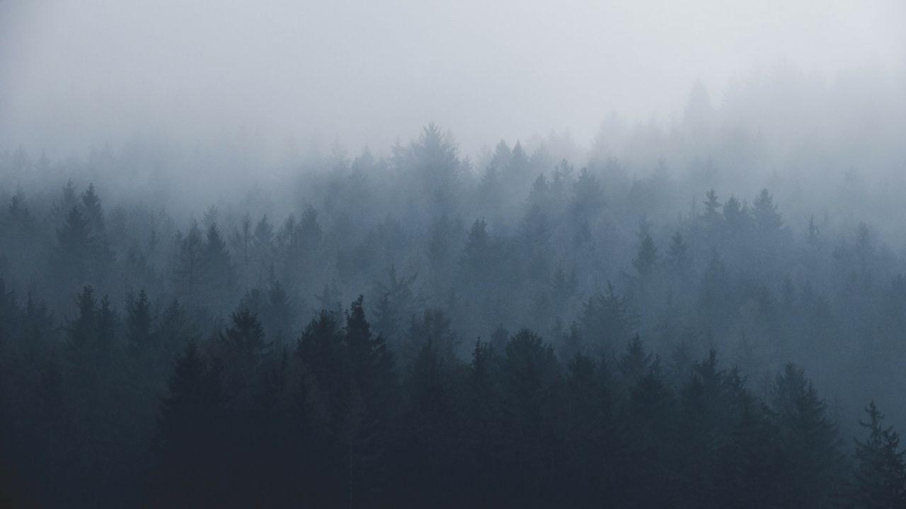 Grey Forest Wallpapers - Top Free Grey Forest Backgrounds - WallpaperAccess