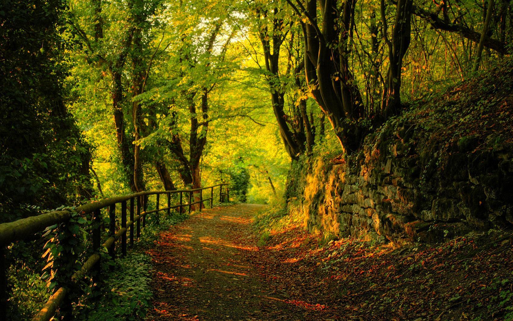 Forest Trail Wallpapers - Top Free Forest Trail Backgrounds ...