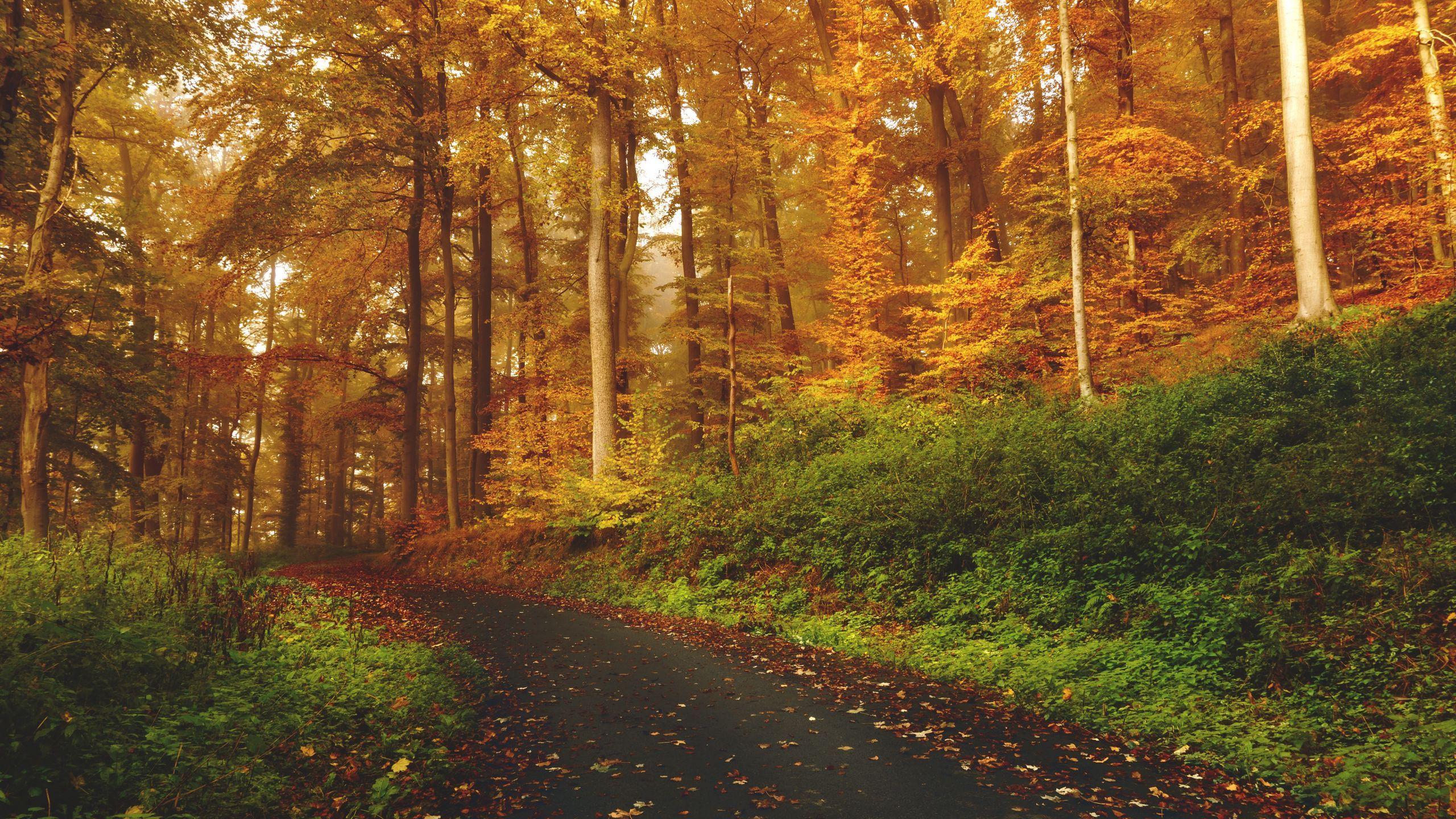 2560 X 1440 Autumn Wallpapers - Top Free 2560 X 1440 Autumn Backgrounds ...