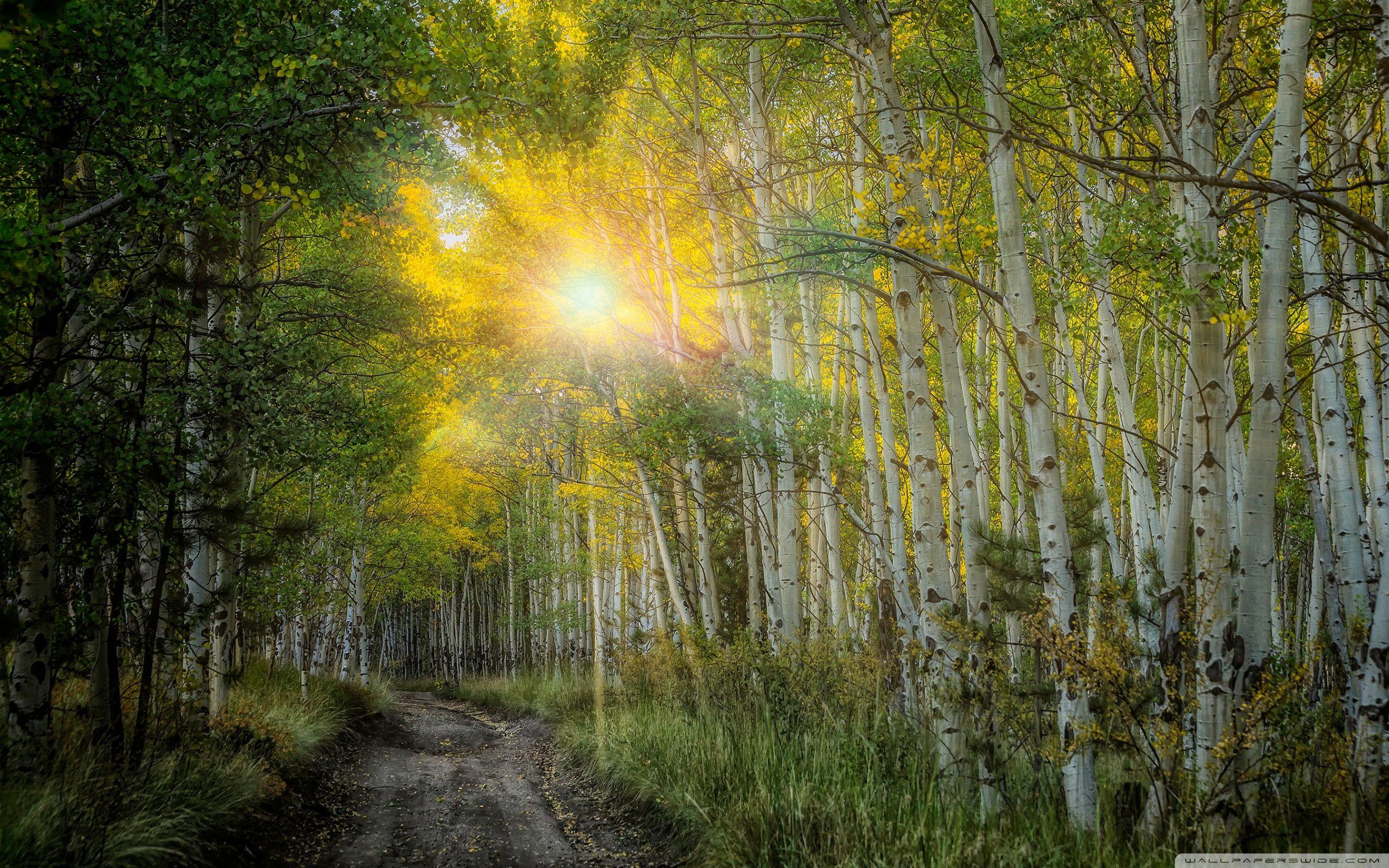 Forest Trail Wallpapers - Top Free Forest Trail Backgrounds ...