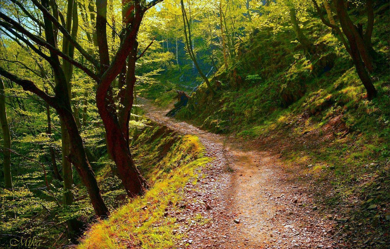 Forest Trail Wallpapers - Top Free Forest Trail Backgrounds ...