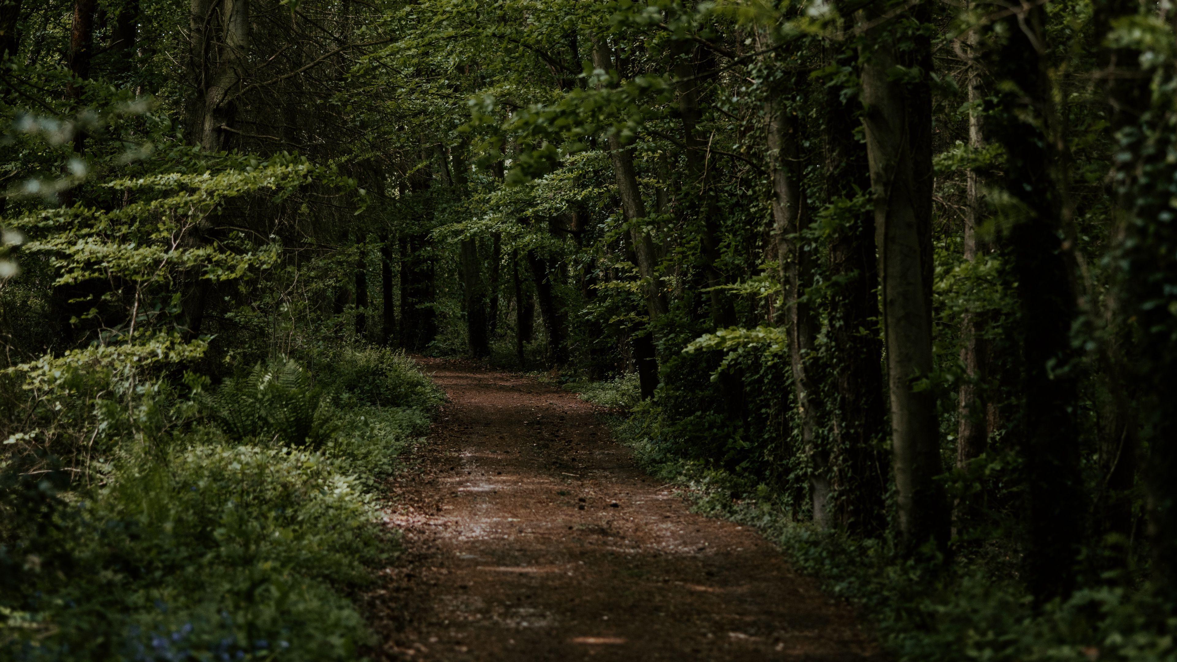 Forest Trail Wallpapers - Top Free Forest Trail Backgrounds ...