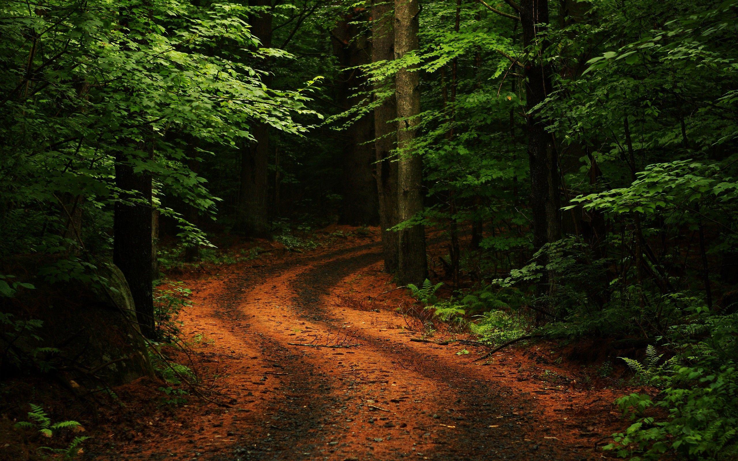 Forest Trail Wallpapers - Top Free Forest Trail Backgrounds ...