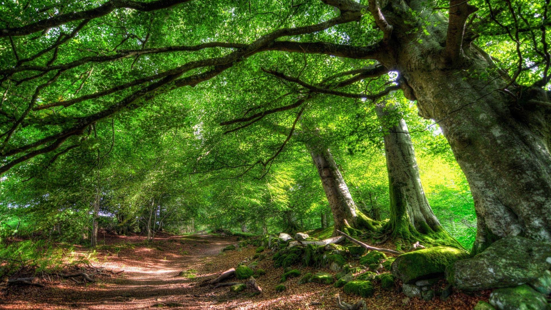 Forest Trail Wallpapers - Top Free Forest Trail Backgrounds ...