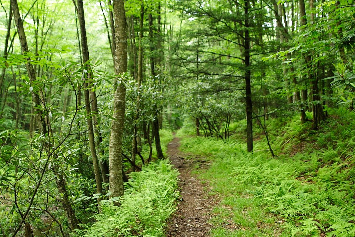 Forest Trail Wallpapers - Top Free Forest Trail Backgrounds ...