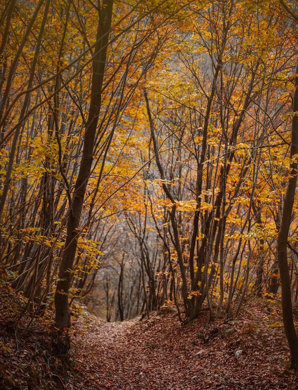 Forest Trail Wallpapers - Top Free Forest Trail Backgrounds ...