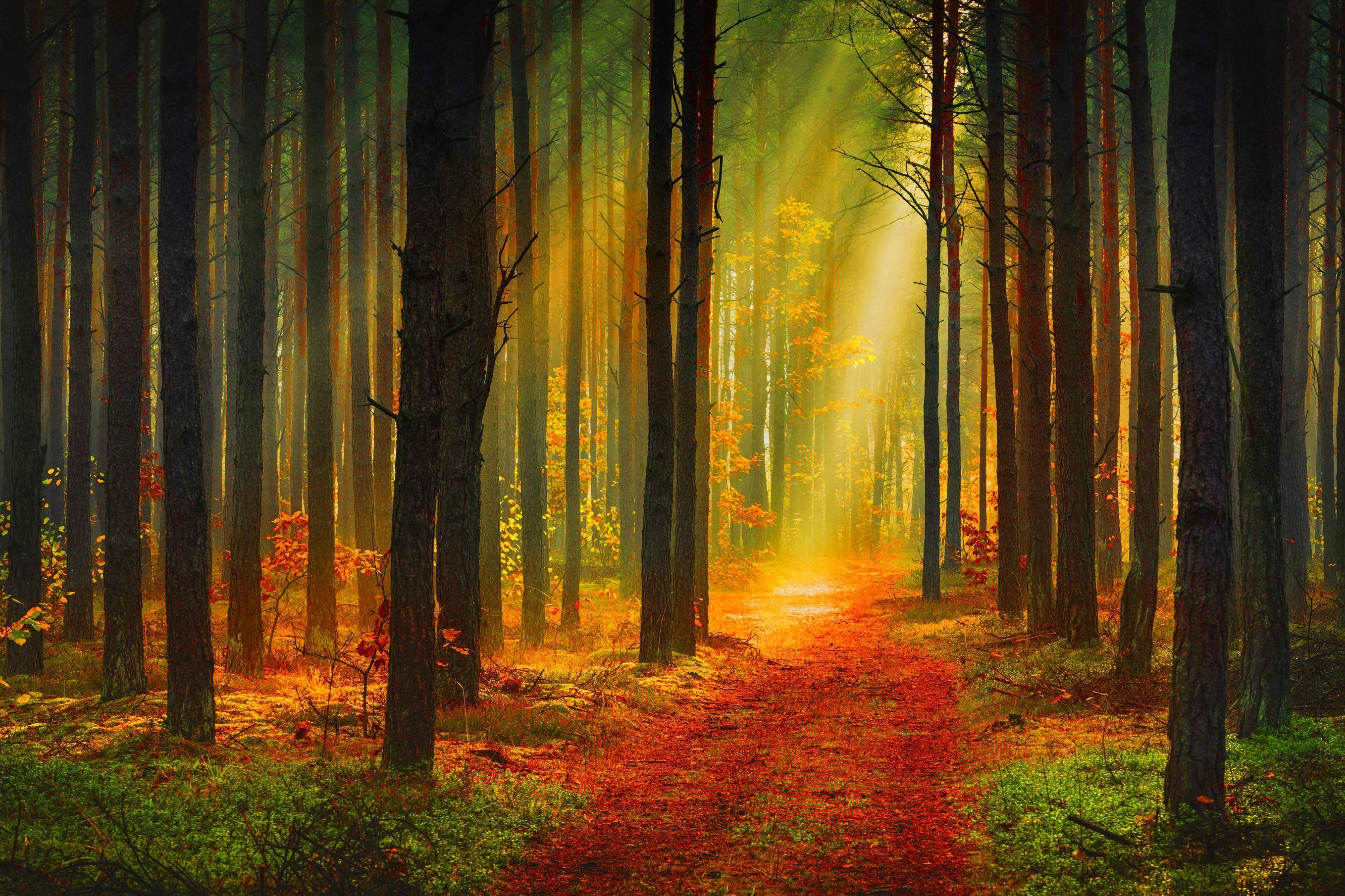 Forest Trail Wallpapers - Top Free Forest Trail Backgrounds ...