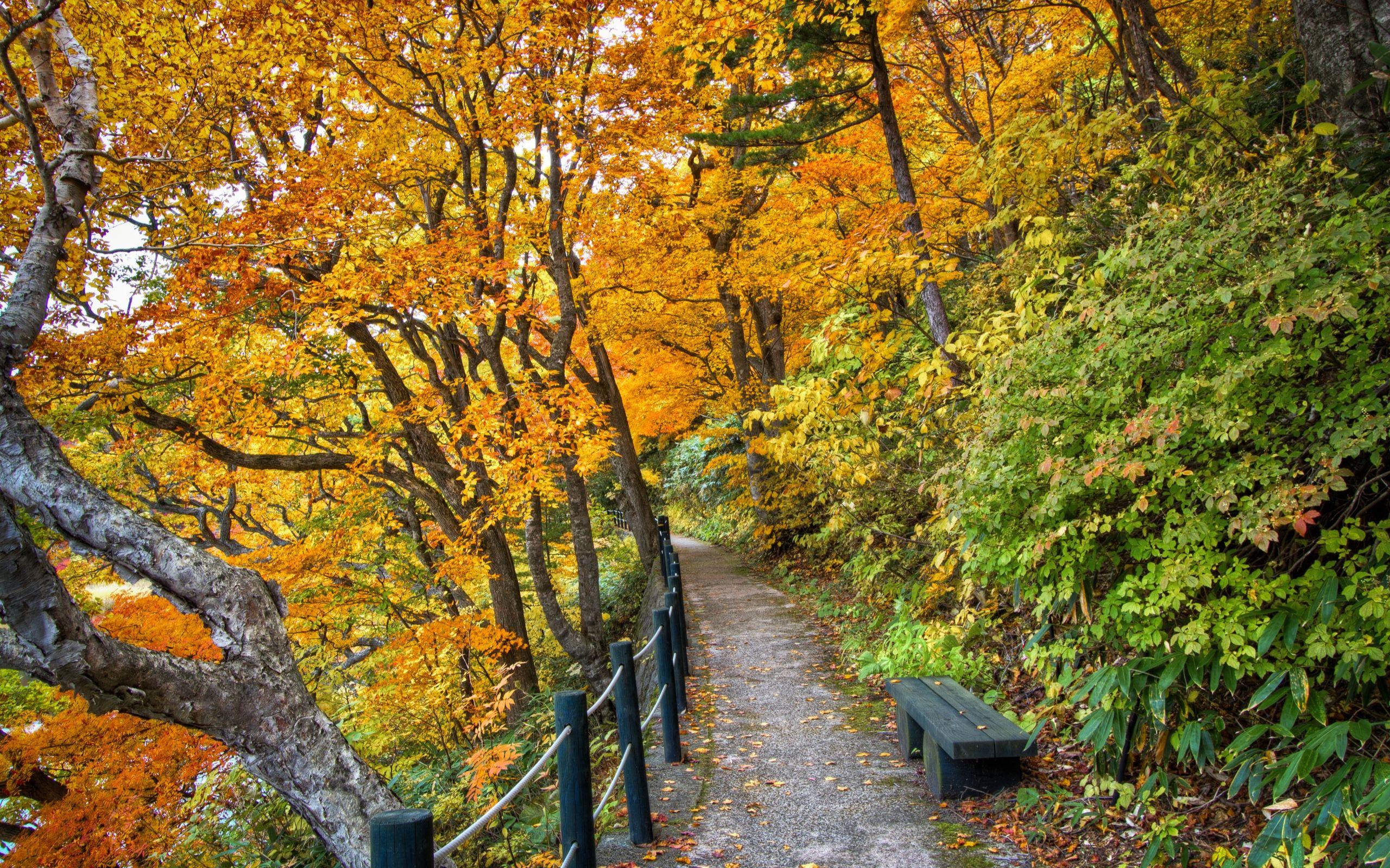 Forest Trail Wallpapers - Top Free Forest Trail Backgrounds ...