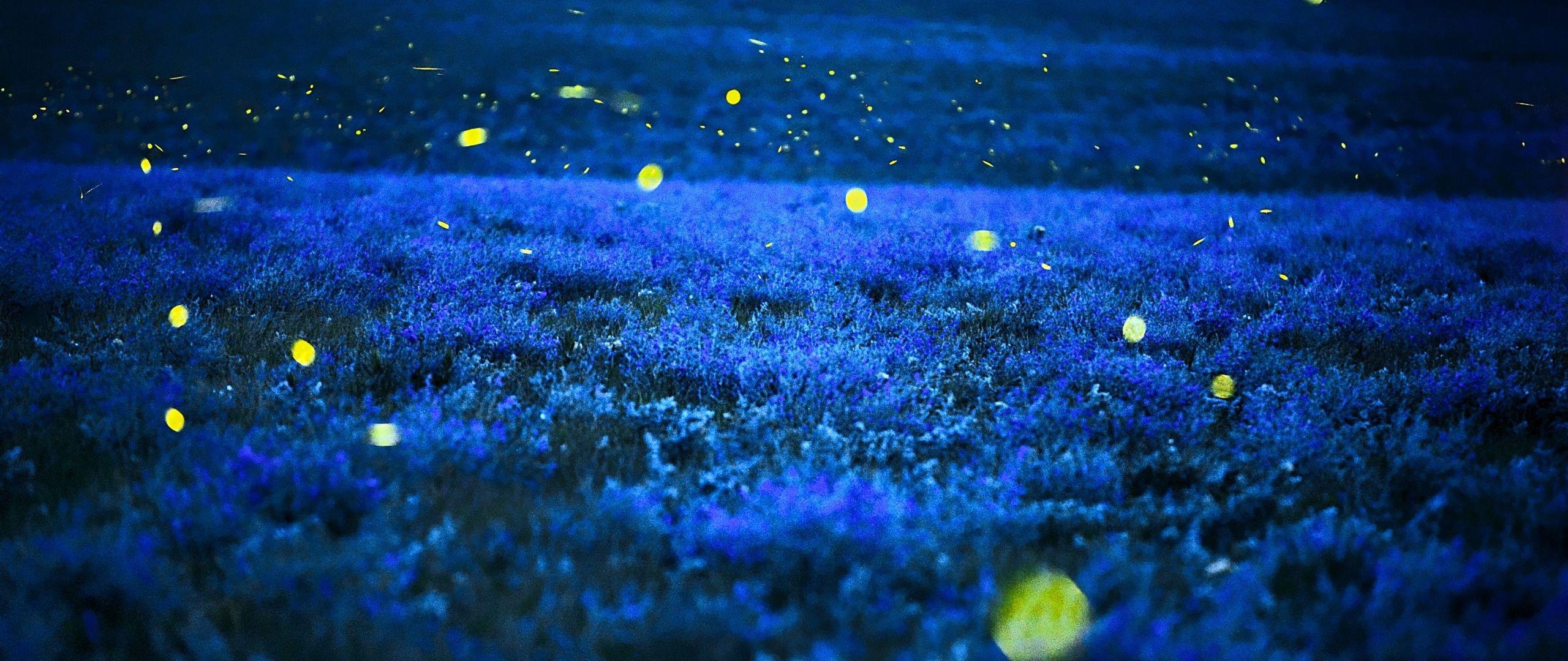 Pandora Wallpapers - Top Free Pandora Backgrounds - WallpaperAccess