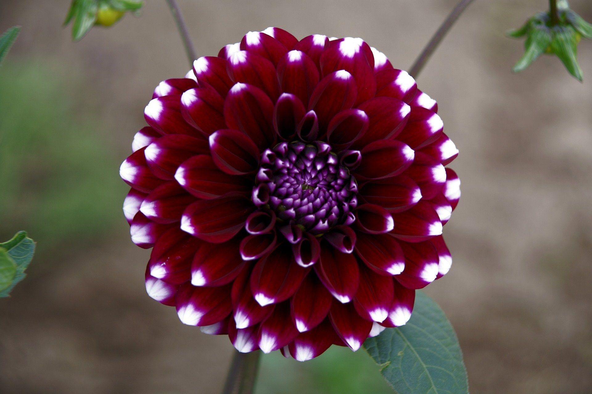 Dahlia Desktop Wallpapers - Top Free Dahlia Desktop Backgrounds ...