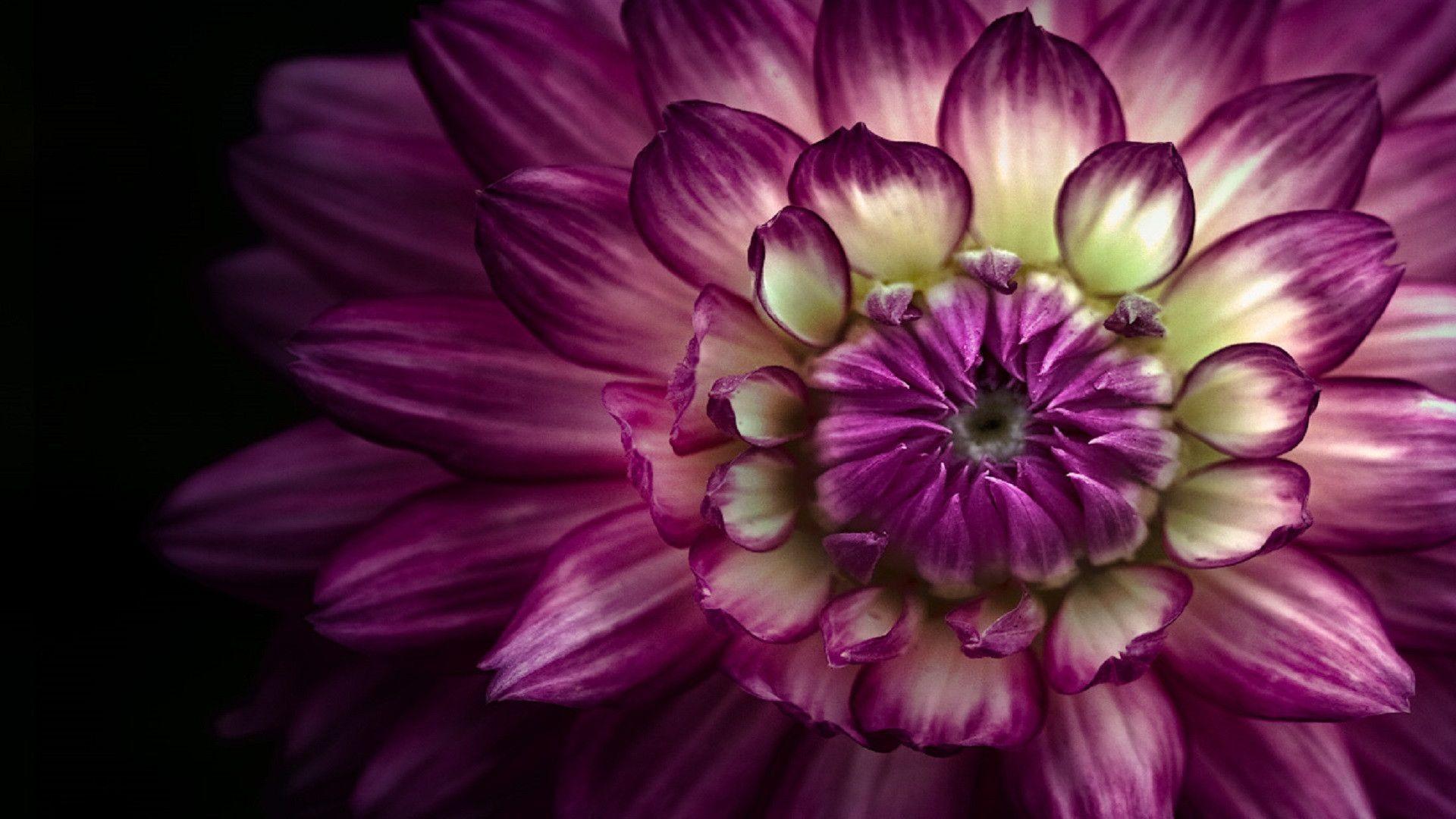Dahlia Desktop Wallpapers - Top Free Dahlia Desktop Backgrounds ...