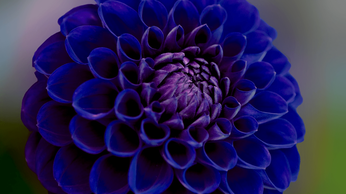 Dahlia Desktop Wallpapers - Top Free Dahlia Desktop Backgrounds ...