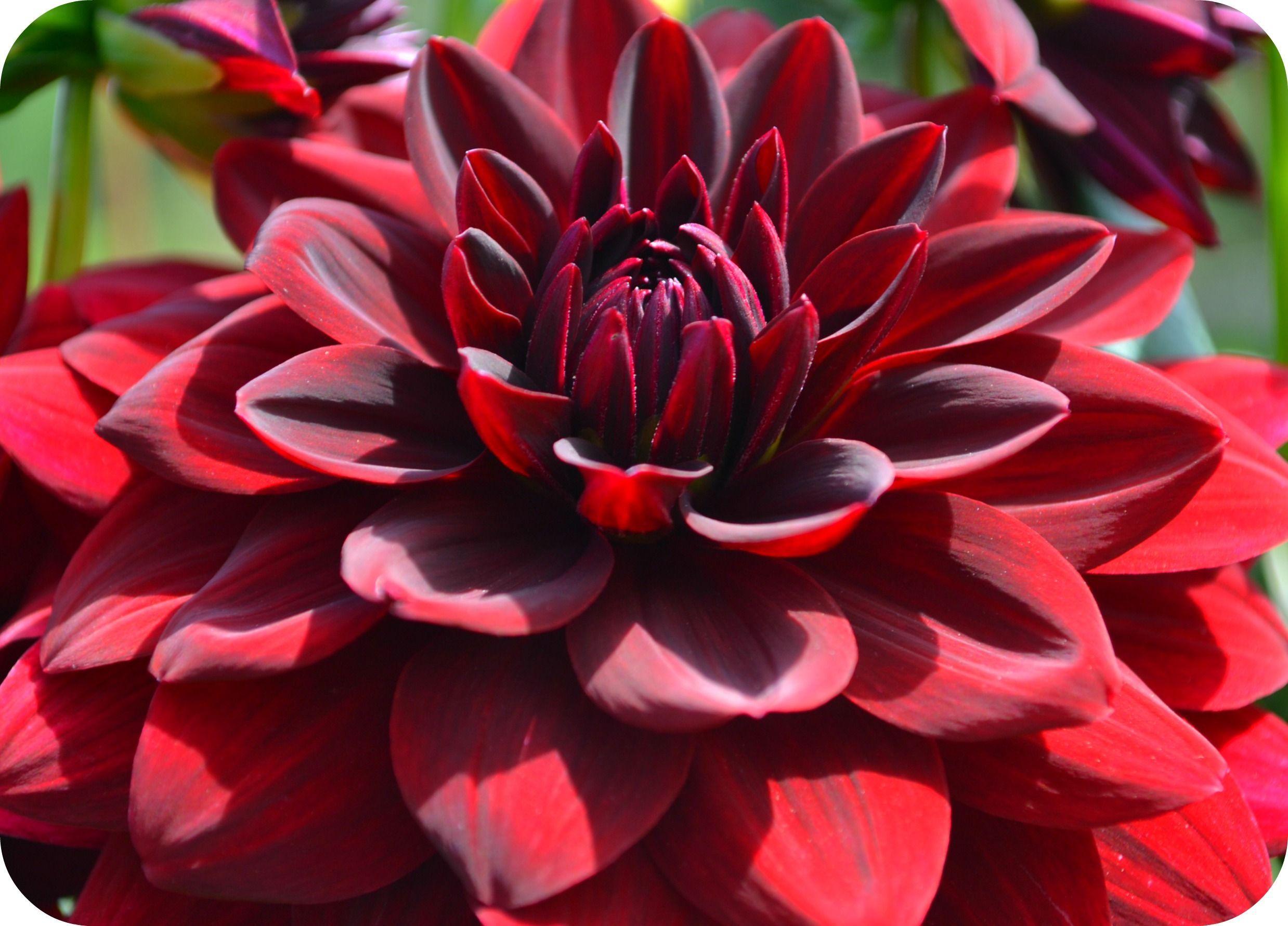 Dahlia Desktop Wallpapers - Top Free Dahlia Desktop Backgrounds ...