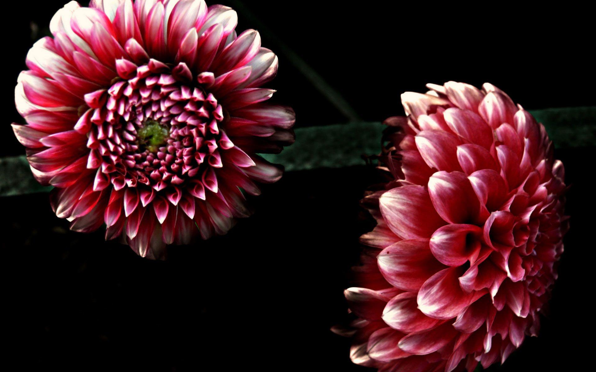 Dahlia Desktop Wallpapers - Top Free Dahlia Desktop Backgrounds ...