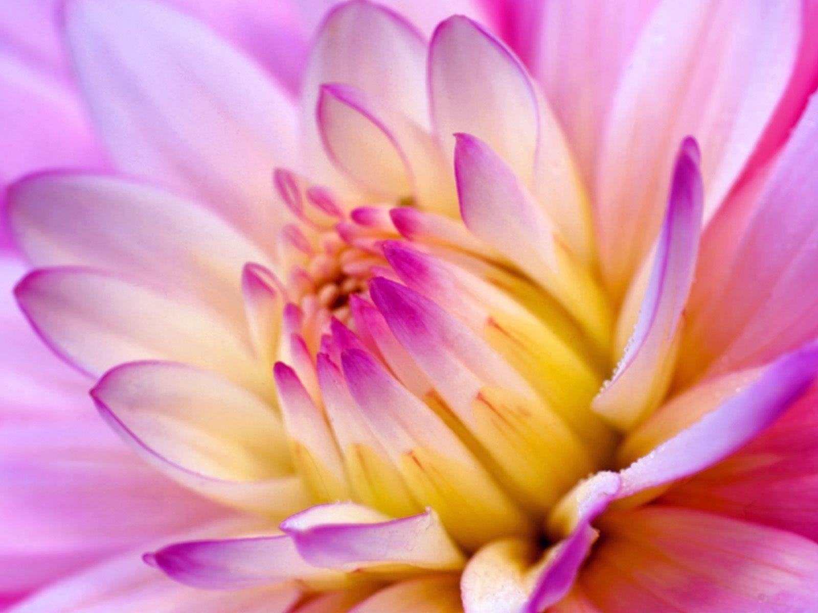 Dahlia Desktop Wallpapers - Top Free Dahlia Desktop Backgrounds ...