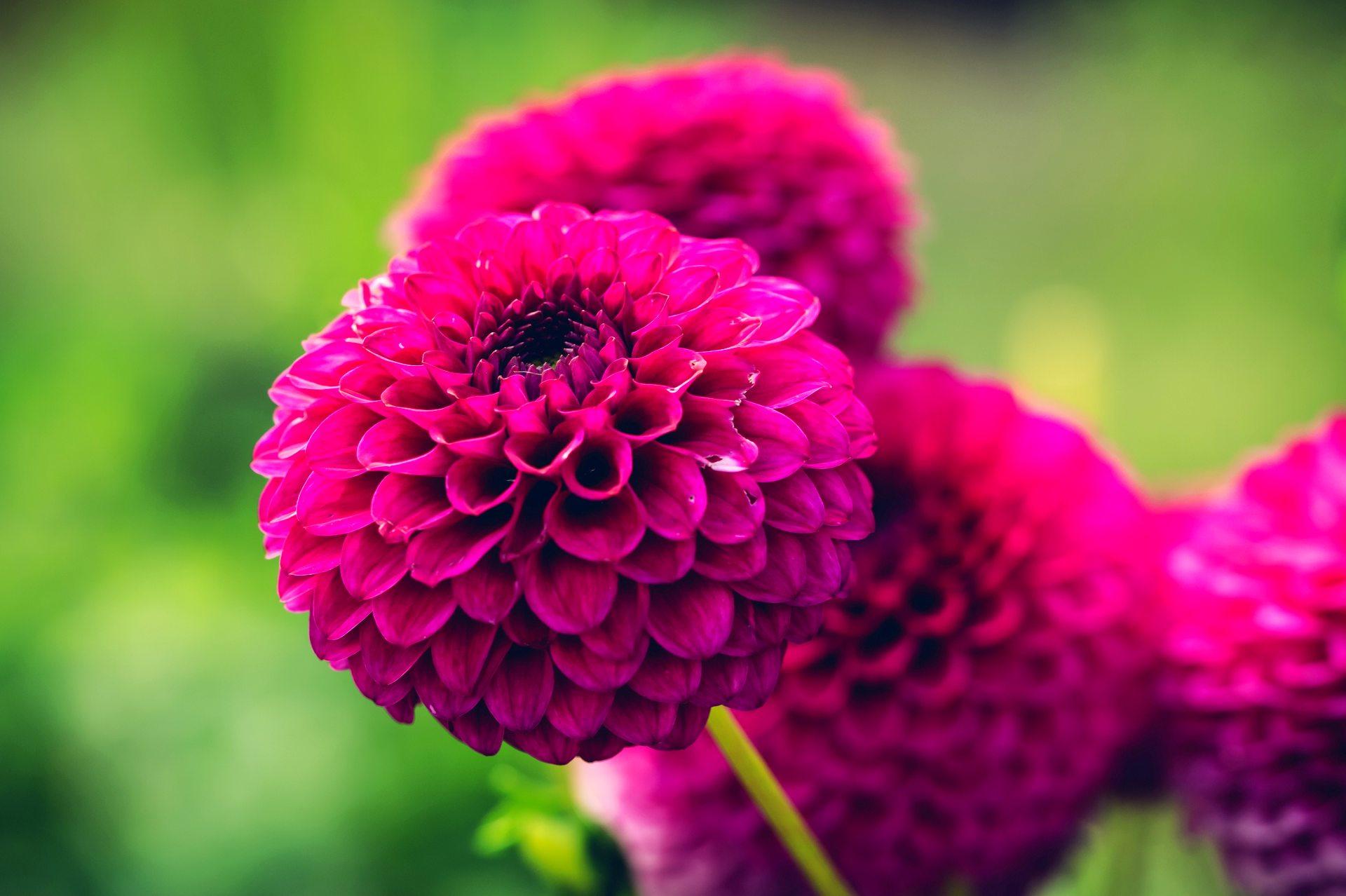 Dahlia Desktop Wallpapers - Top Free Dahlia Desktop Backgrounds ...