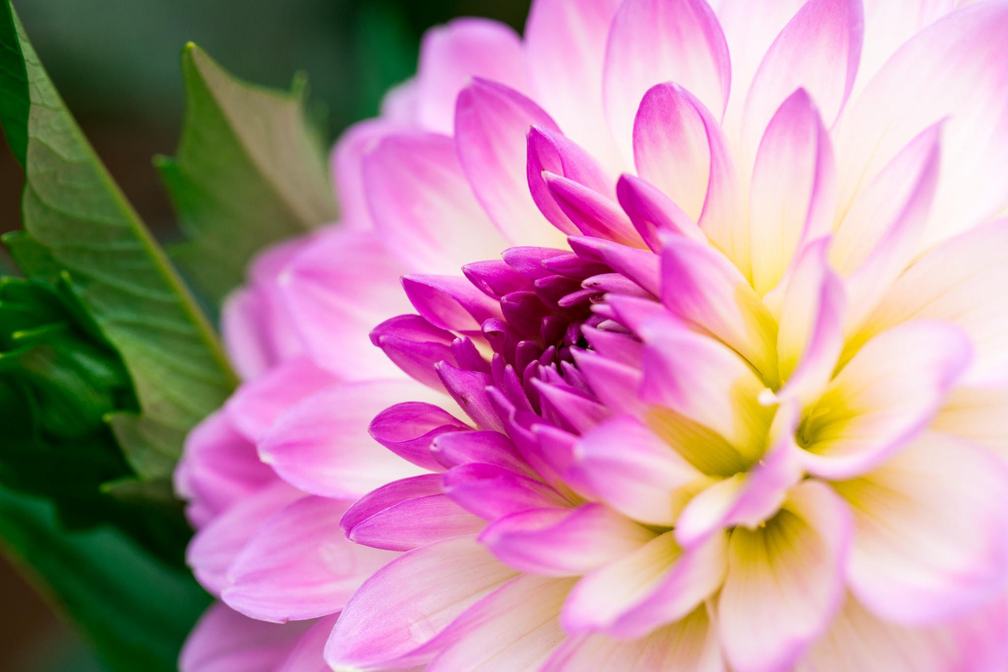 Dahlia Desktop Wallpapers - Top Free Dahlia Desktop Backgrounds ...