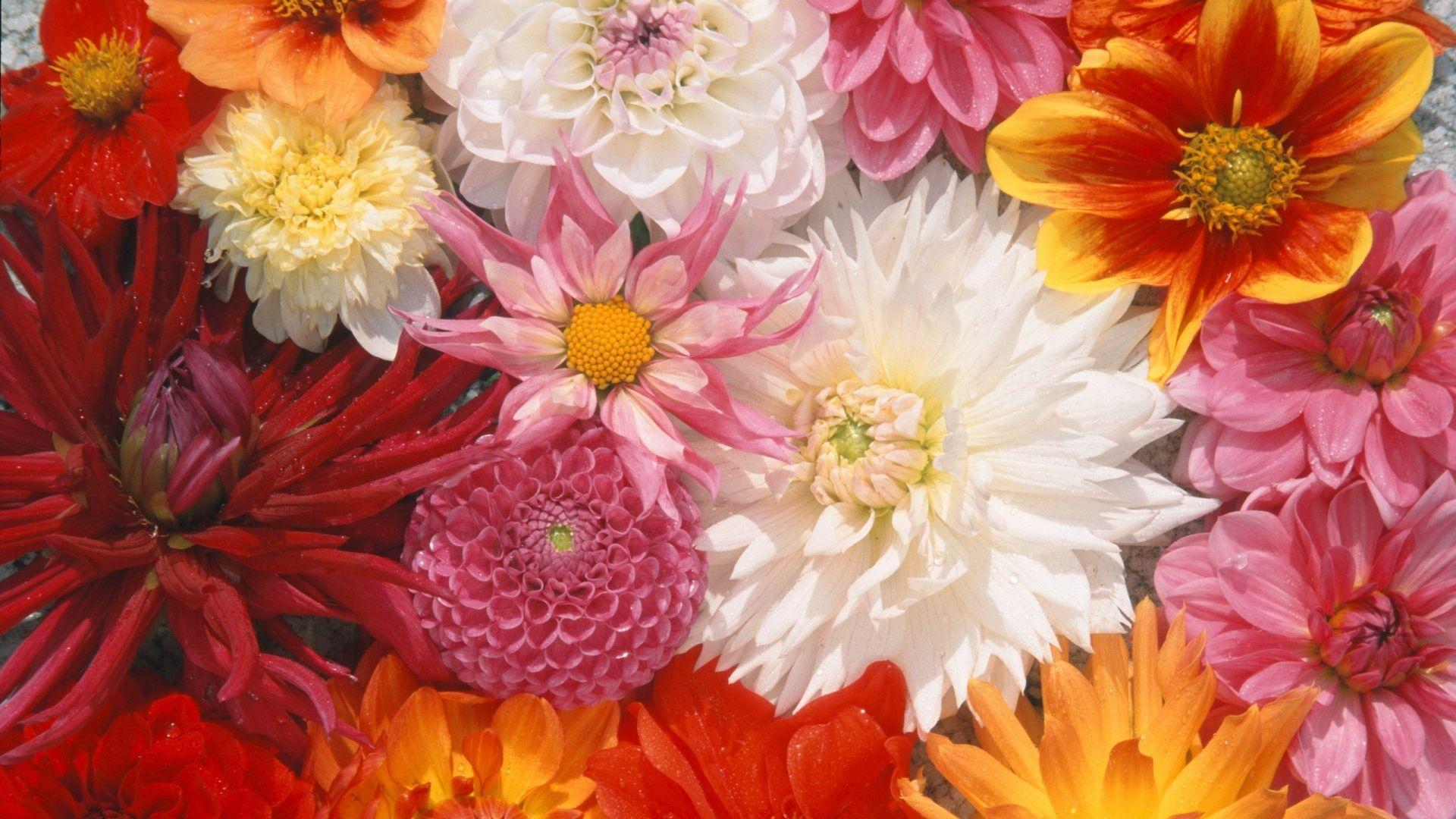 Dahlia Desktop Wallpapers - Top Free Dahlia Desktop Backgrounds ...