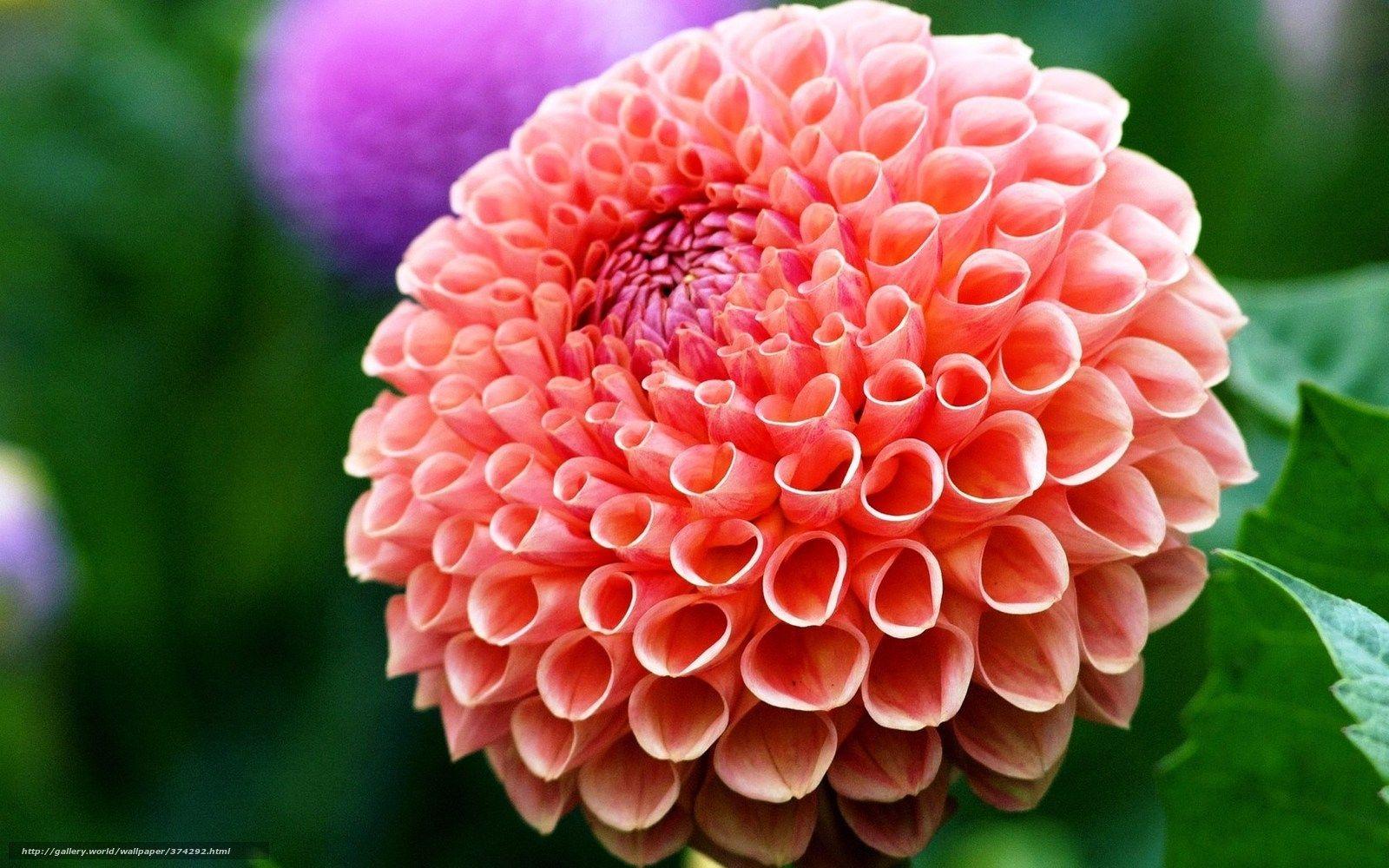 Dahlia Desktop Wallpapers - Top Free Dahlia Desktop Backgrounds ...