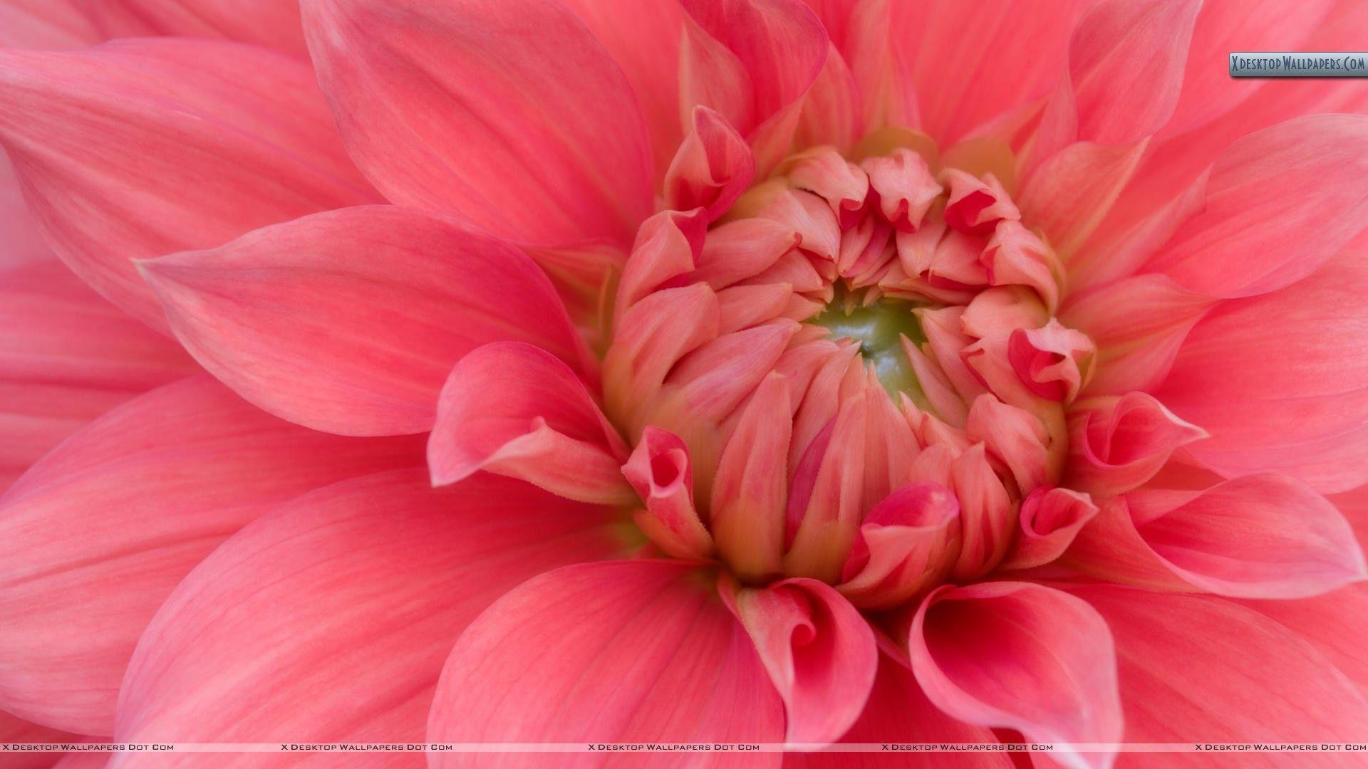 Dahlia Desktop Wallpapers - Top Free Dahlia Desktop Backgrounds ...