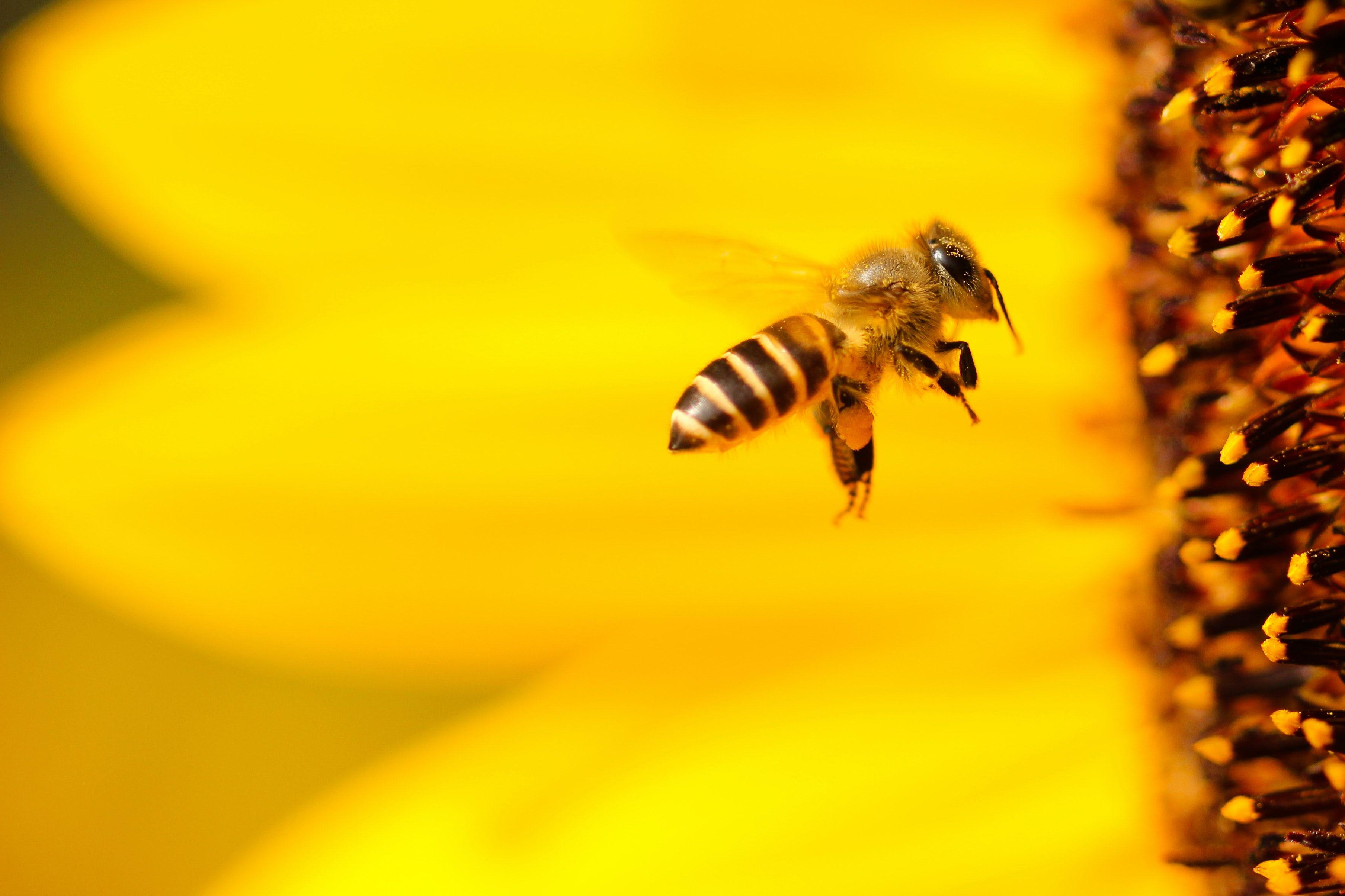 Yellow Honey Bee Wallpapers - Top Free Yellow Honey Bee Backgrounds ...