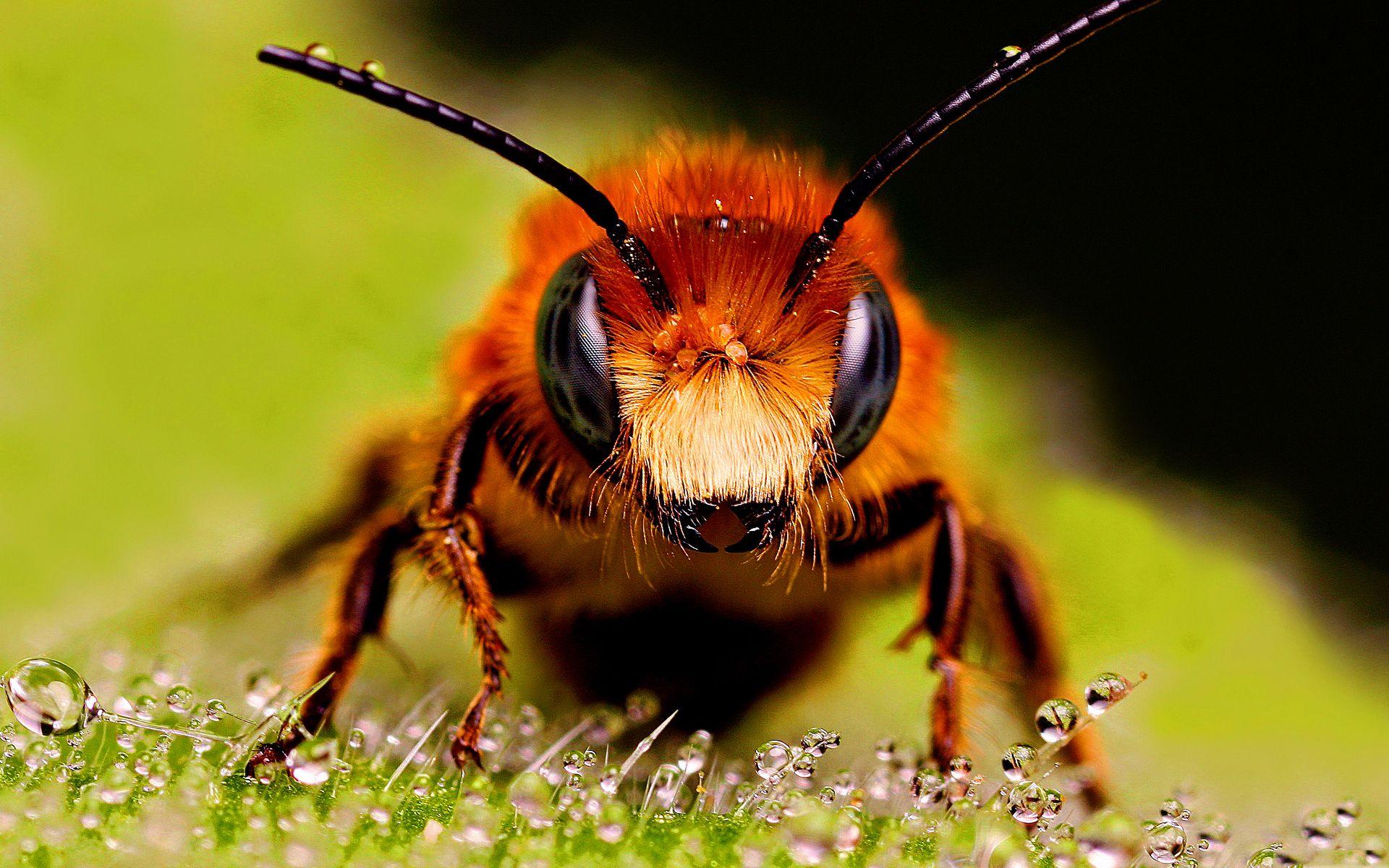 Yellow Honey Bee Wallpapers - Top Free Yellow Honey Bee Backgrounds ...