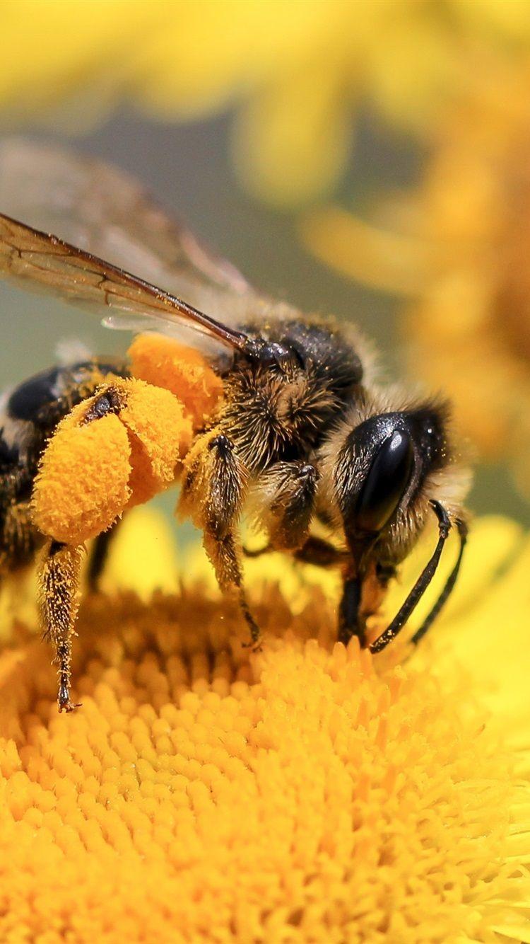 Yellow Honey Bee Wallpapers - Top Free Yellow Honey Bee Backgrounds ...