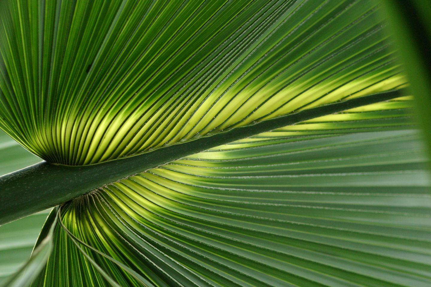 Palm Leaves Desktop Wallpapers - Top Free Palm Leaves Desktop ...