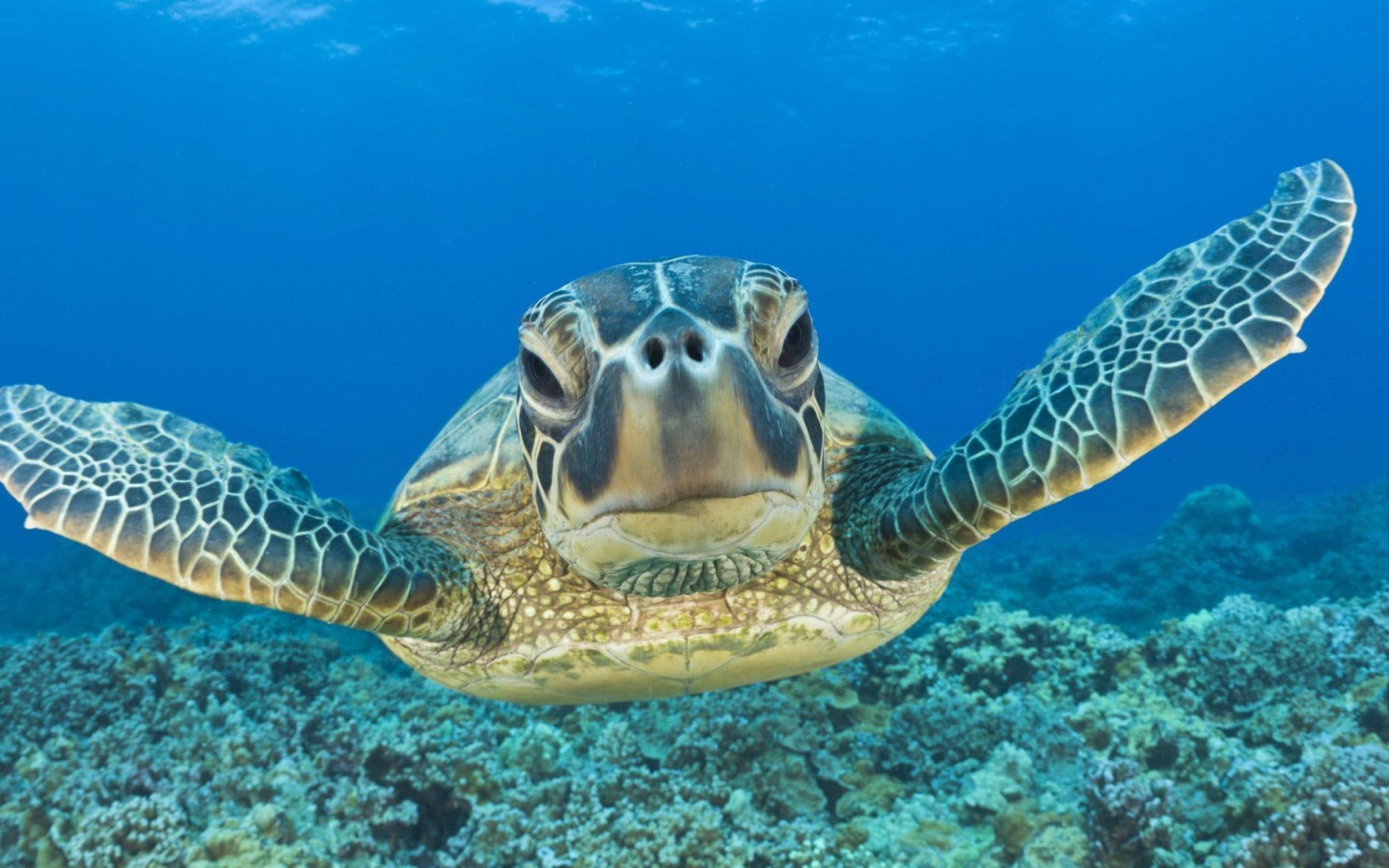Sea Turtle Desktop Wallpapers - Top Free Sea Turtle Desktop Backgrounds ...