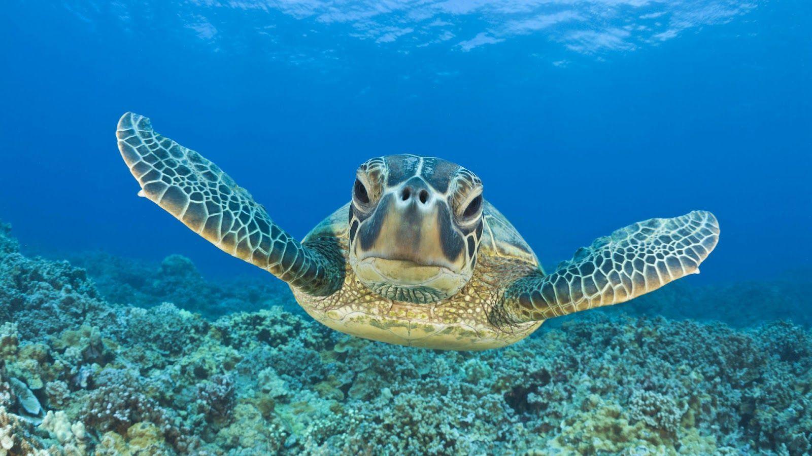 Sea Turtle Desktop Wallpapers - Top Free Sea Turtle Desktop Backgrounds ...