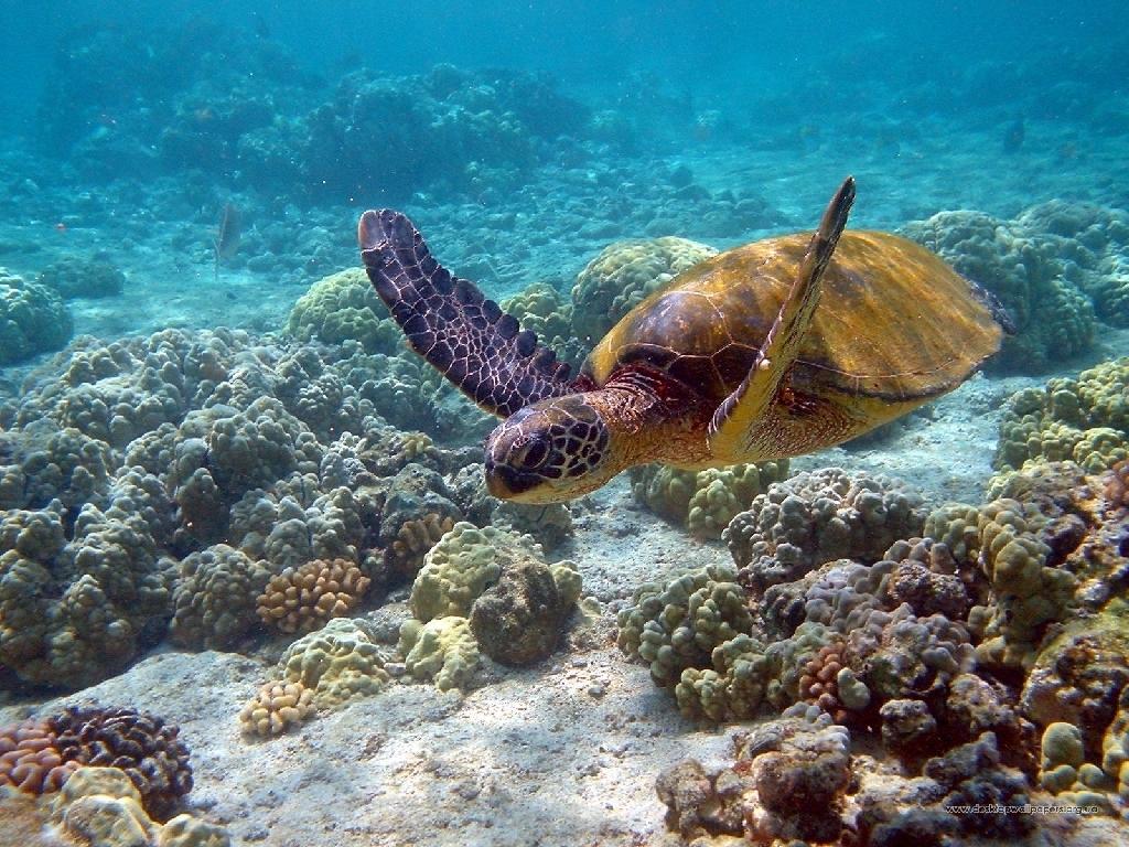 Sea Turtle Desktop Wallpapers - Top Free Sea Turtle Desktop Backgrounds ...