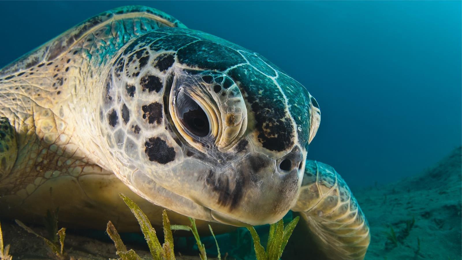 Sea Turtle Desktop Wallpapers - Top Free Sea Turtle Desktop Backgrounds ...
