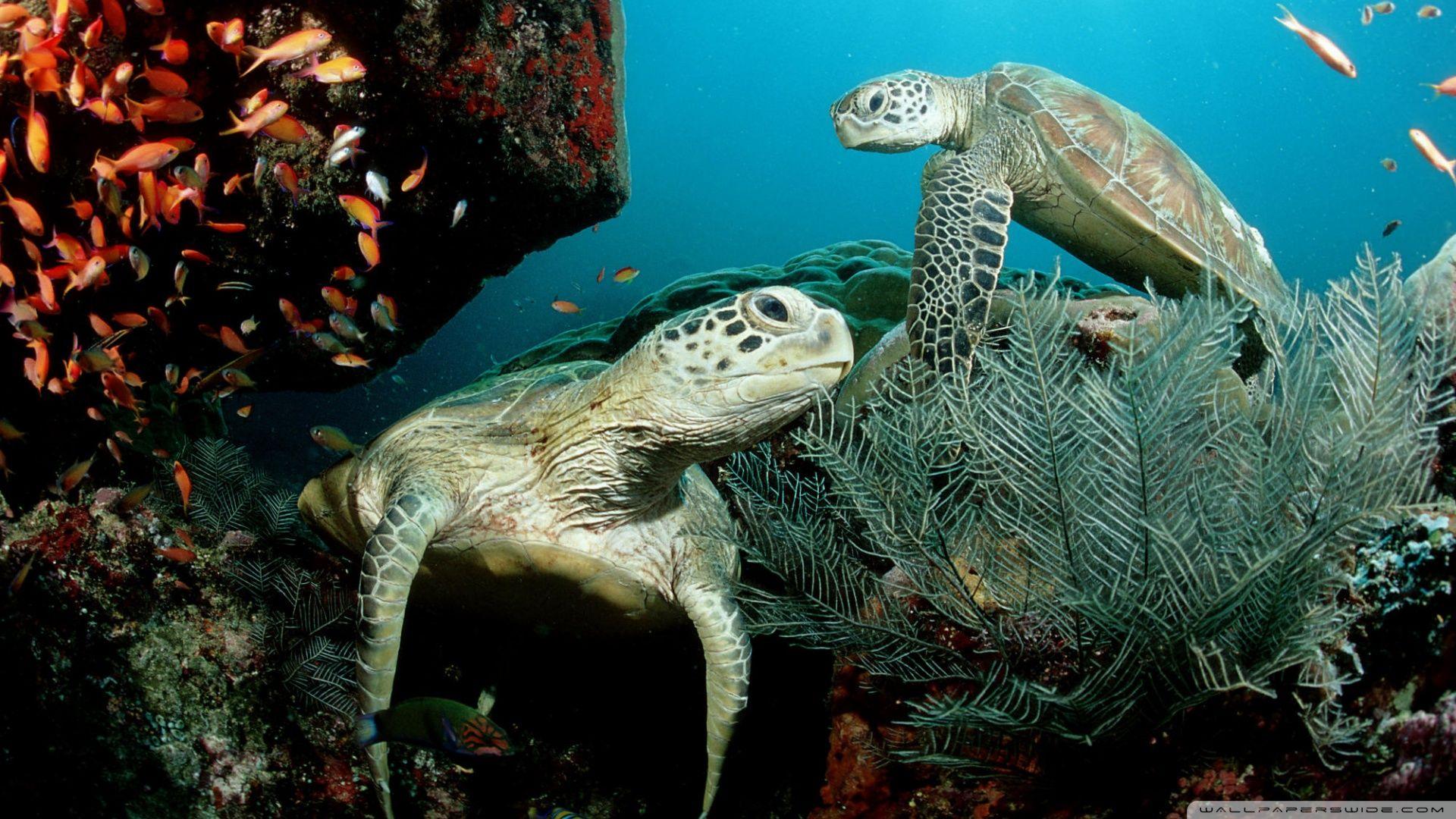Sea Turtle Desktop Wallpapers - Top Free Sea Turtle Desktop Backgrounds ...