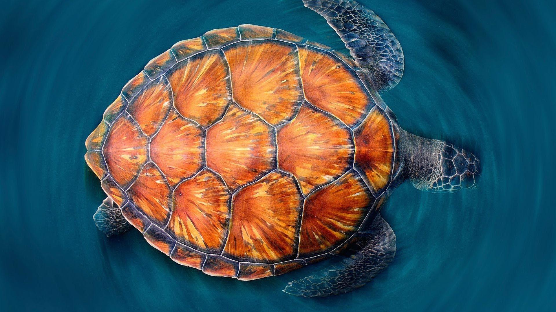Sea Turtle Desktop Wallpapers - Top Free Sea Turtle Desktop Backgrounds ...