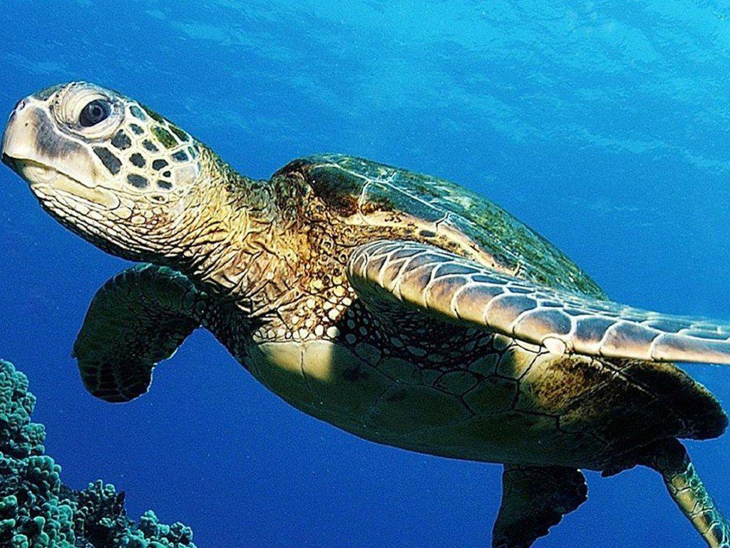 Sea Turtle Desktop Wallpapers - Top Free Sea Turtle Desktop Backgrounds ...